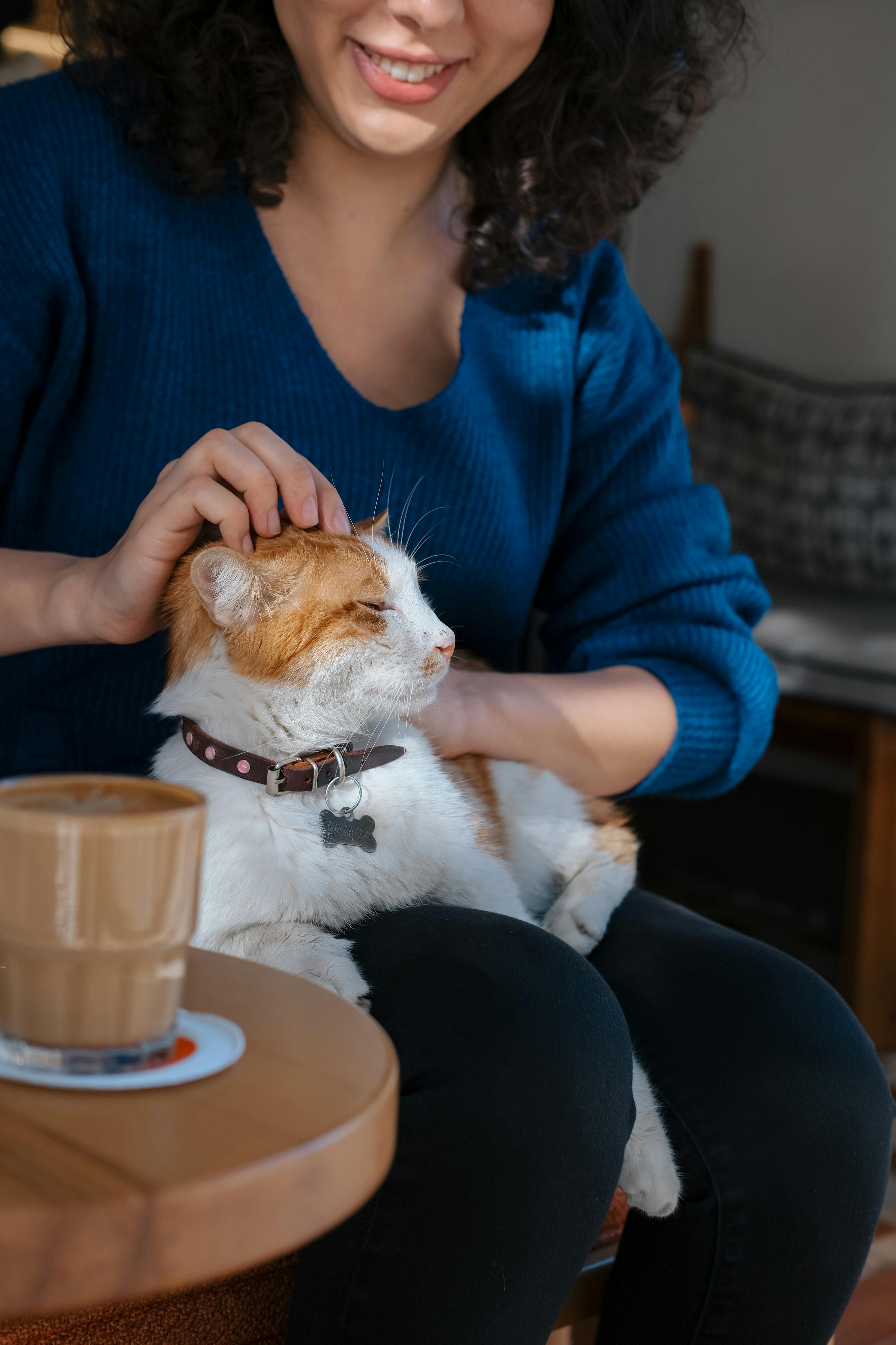Woman Sitting and Patting Cat · Free Stock Photo