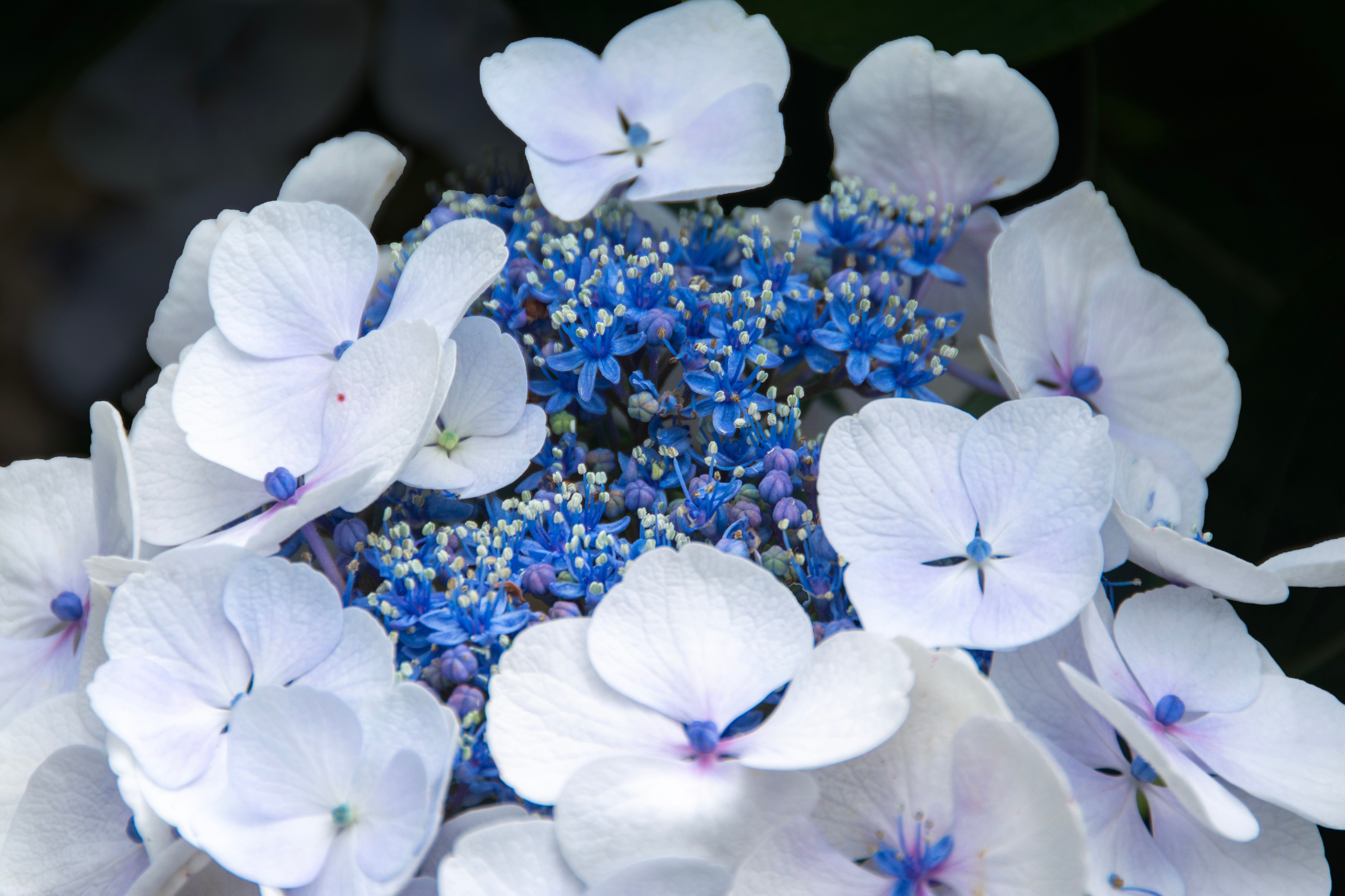 Close-up Photo of Blue Hydrangeas in Bloom · Free Stock Photo
