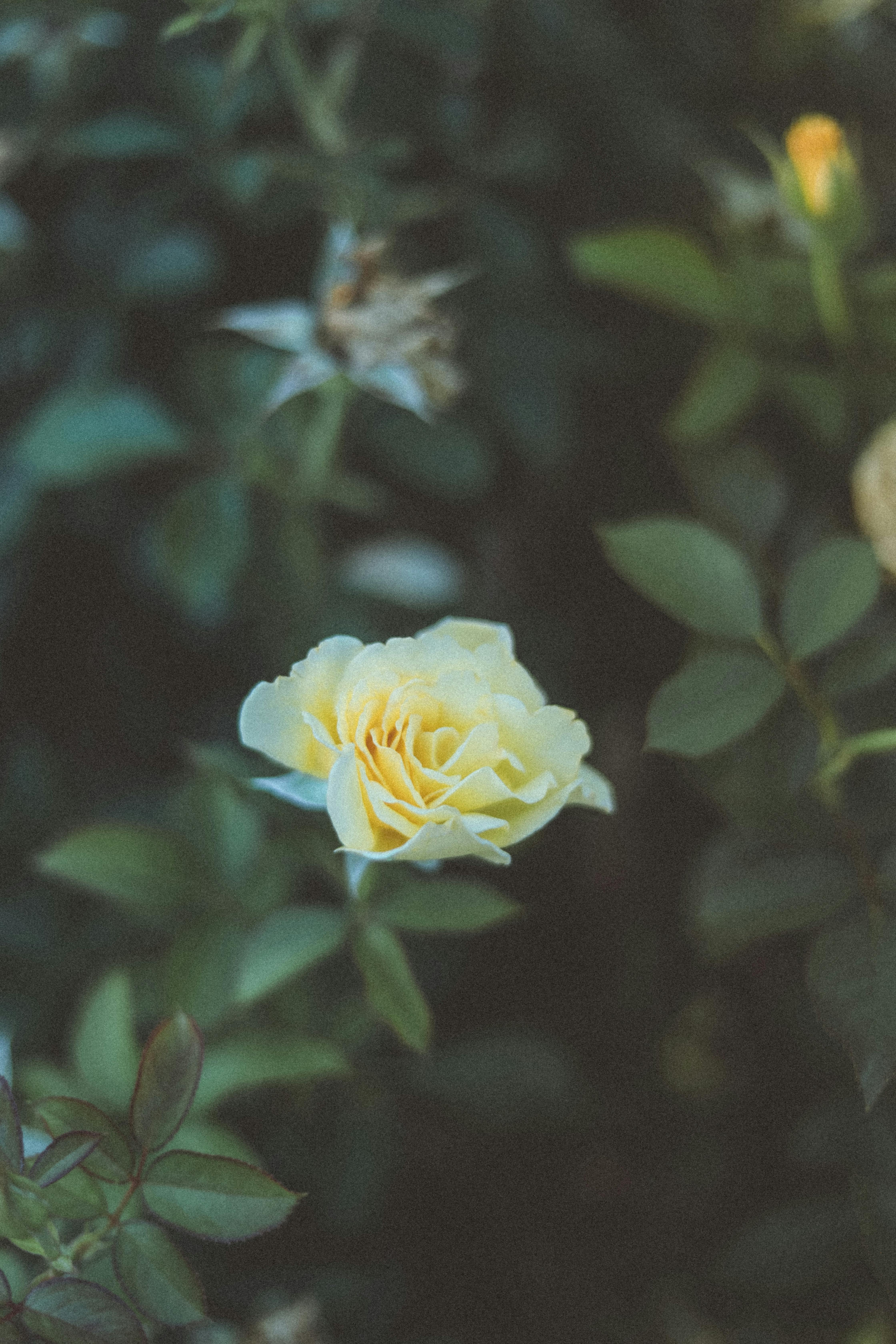 Close-up of a Yellow Rose Growing in a Garden · Free Stock Photo