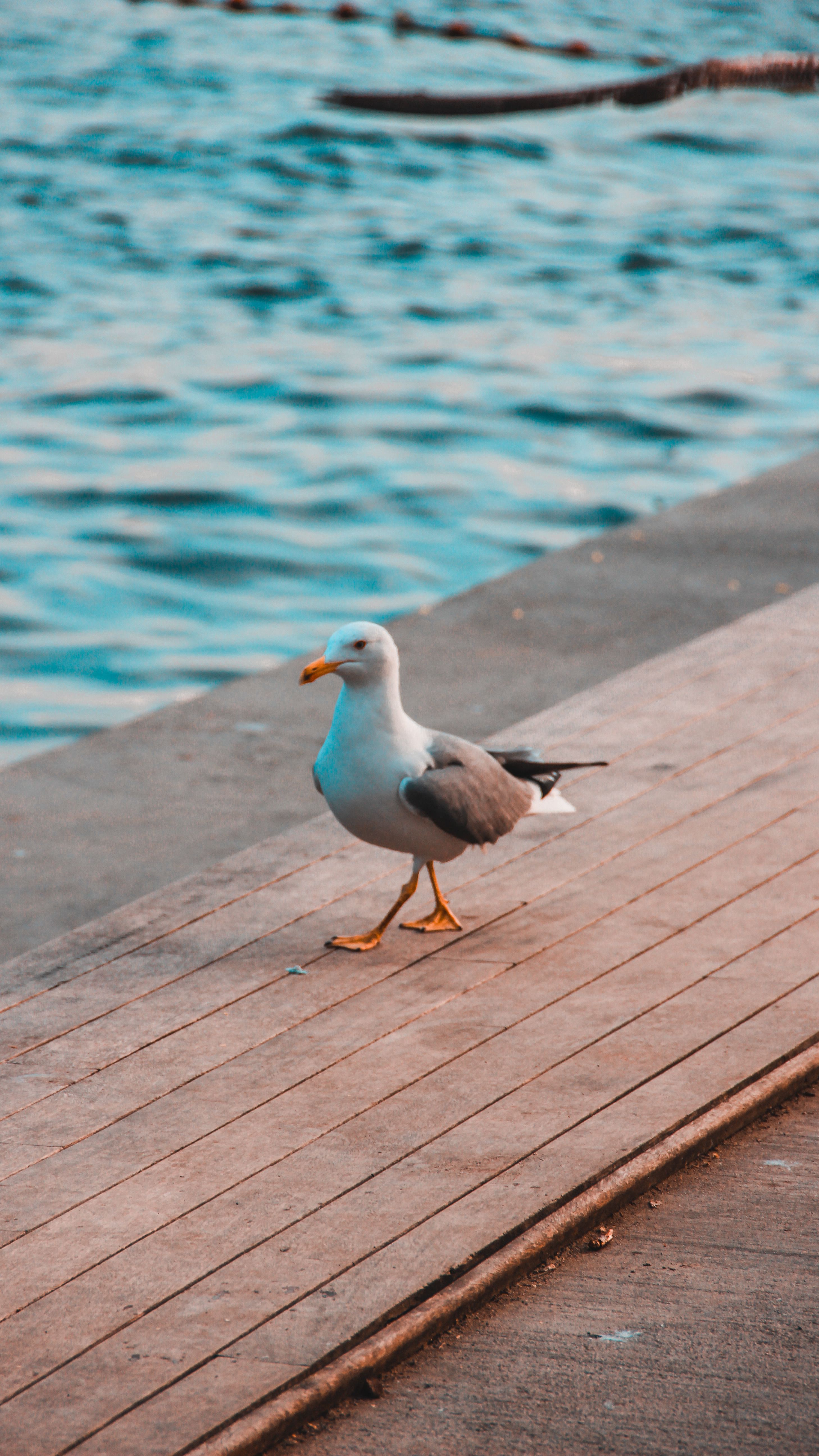 A seagull walking on a wooden dock near the water · Free Stock Photo