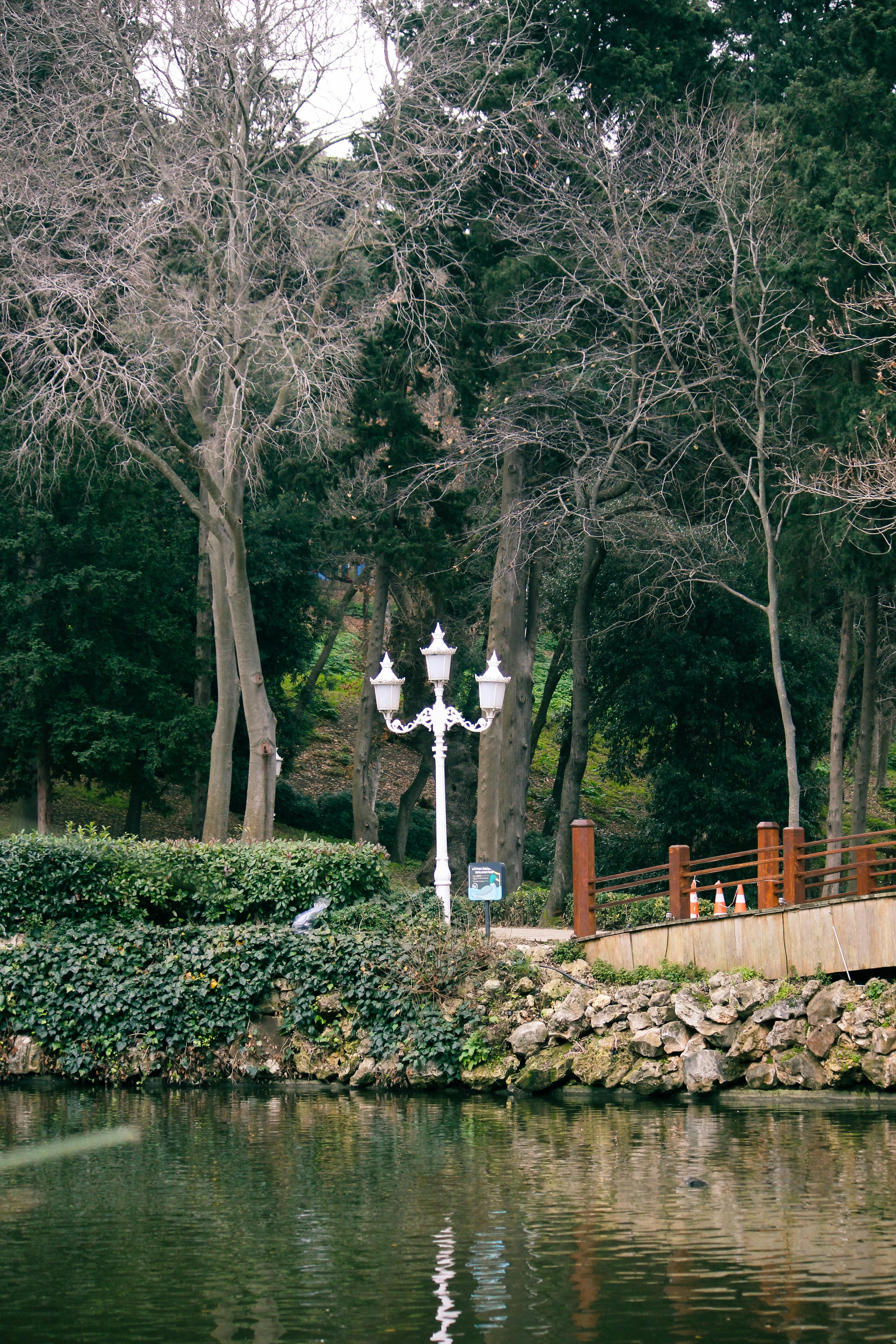 Trees around Pond in Park · Free Stock Photo