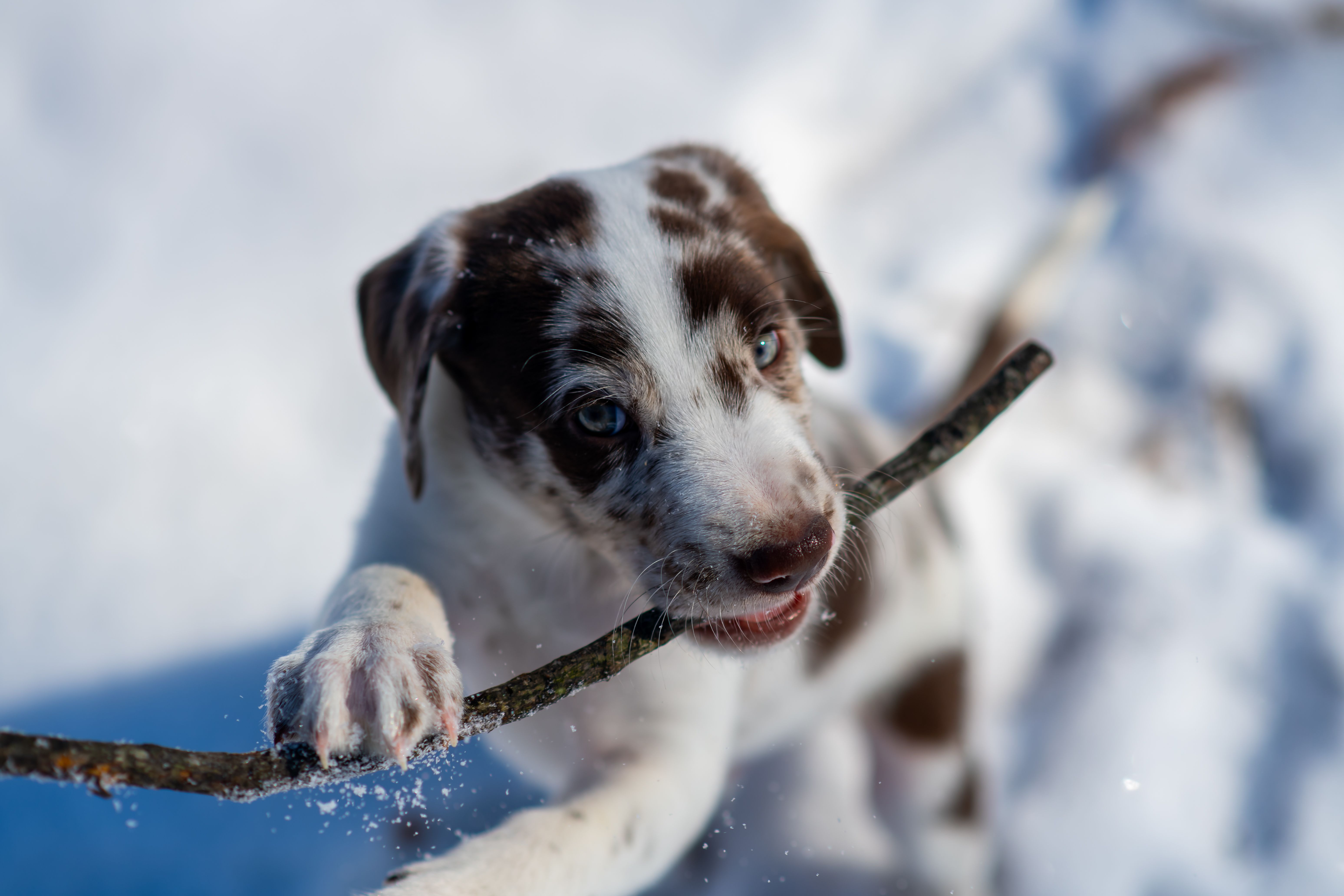 Puppy Dog in Winter · Free Stock Photo