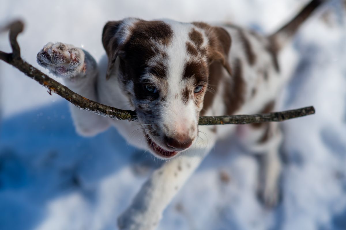 Cracking the Code of Merle (Dog Coat) Genetics for Breeders