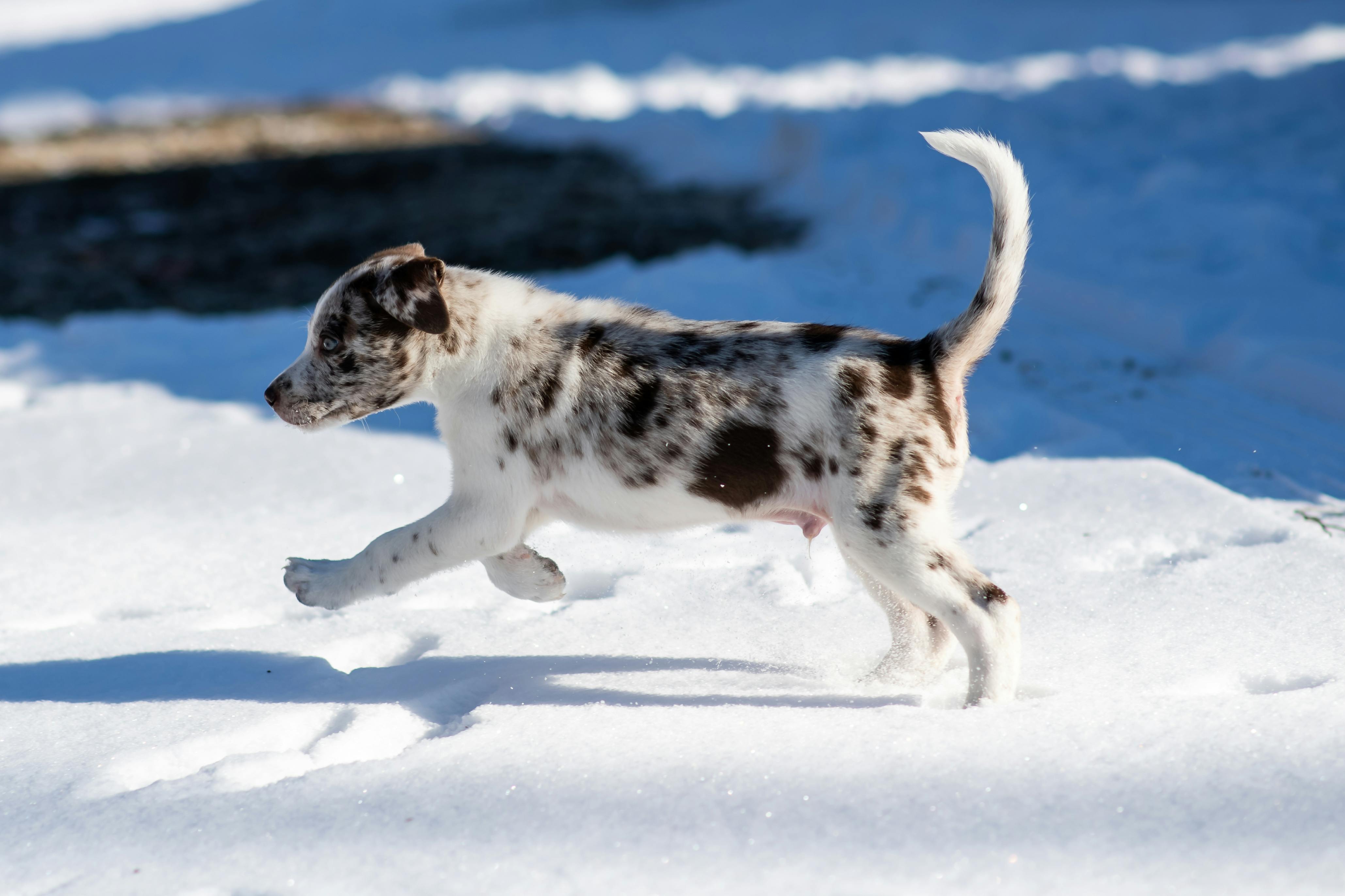 Puppy In Snow Photos, Download The BEST Free Puppy In Snow Stock Photos ...