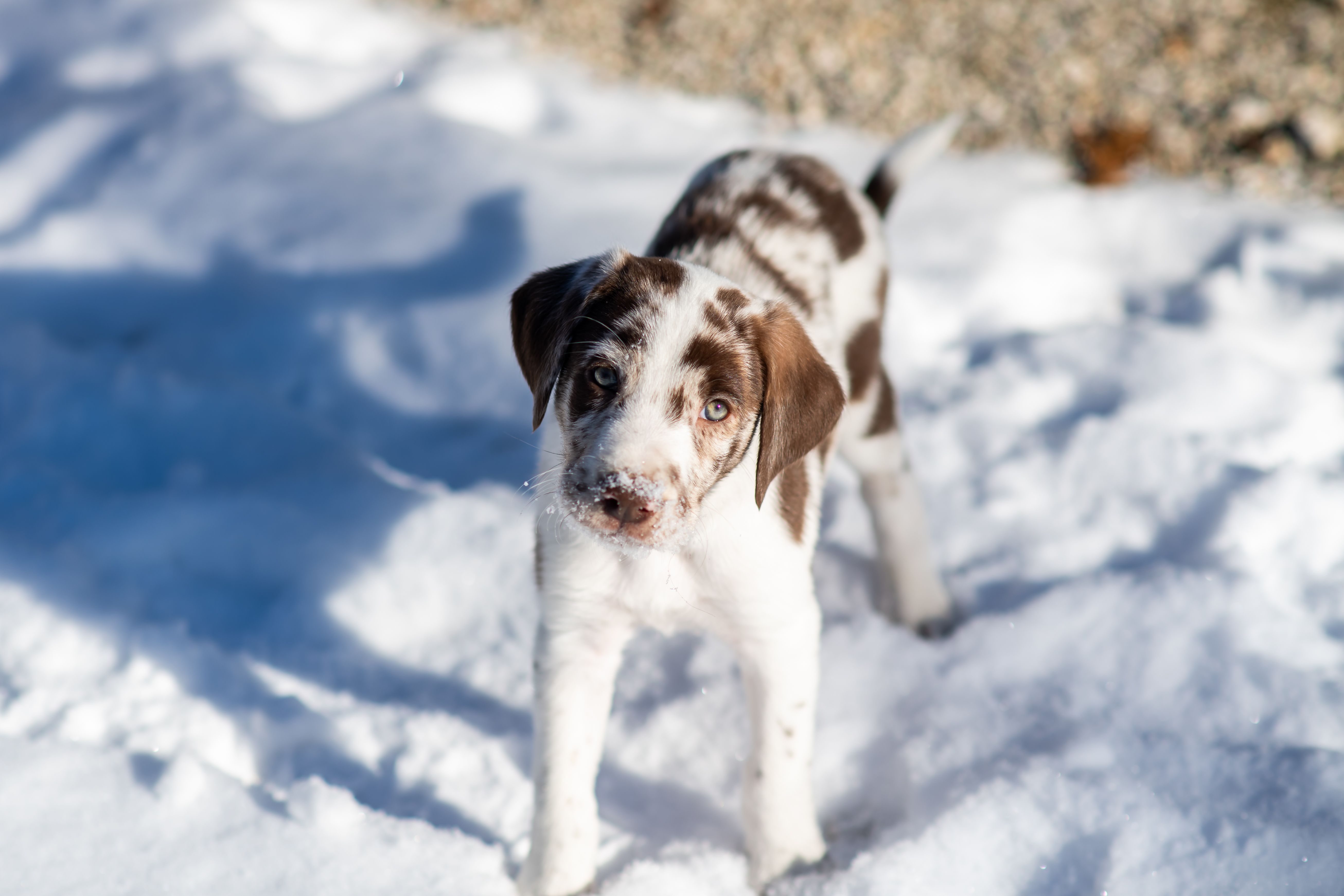 A Puppy in Winter · Free Stock Photo