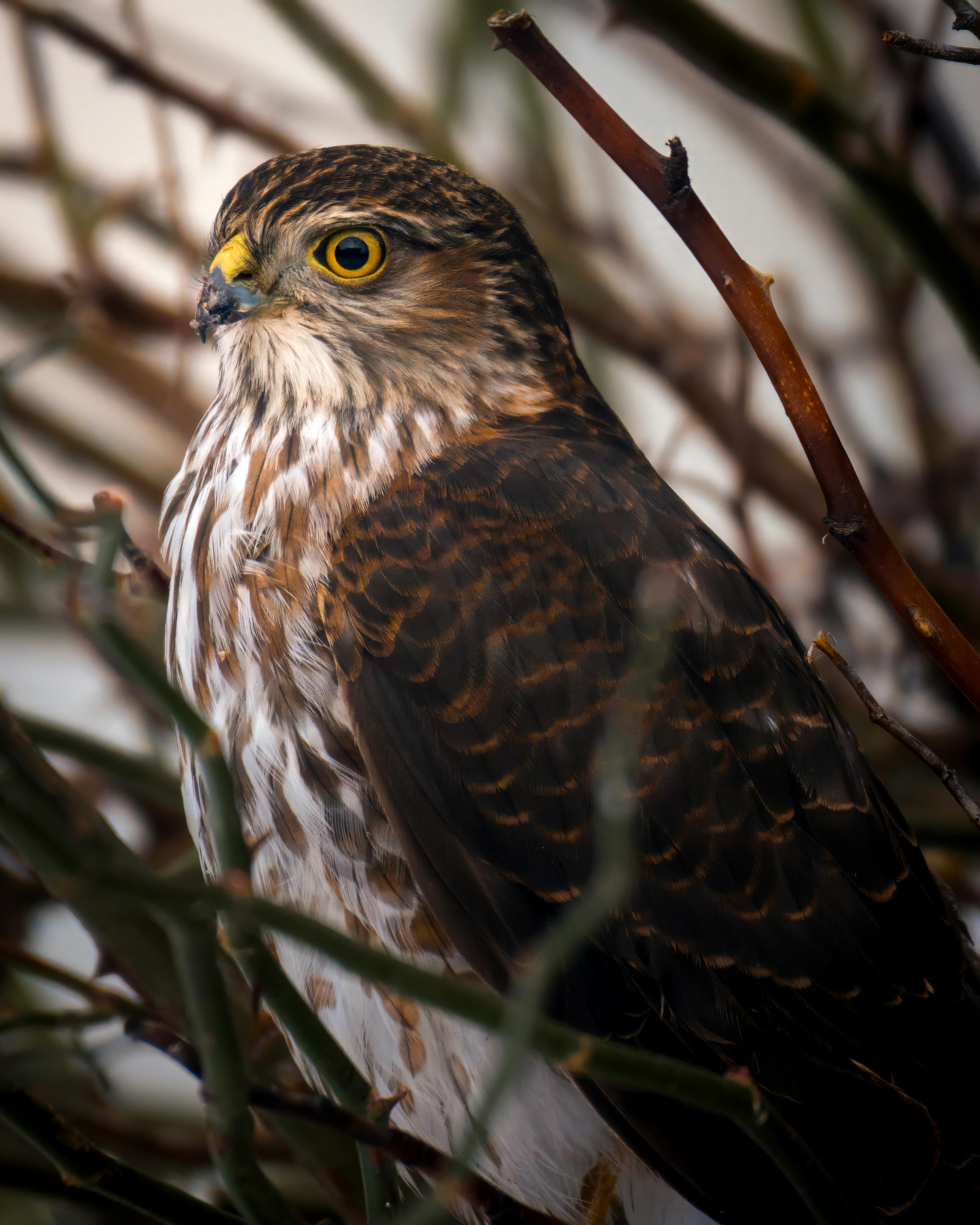 A hawk is perched on a branch in the woods · Free Stock Photo