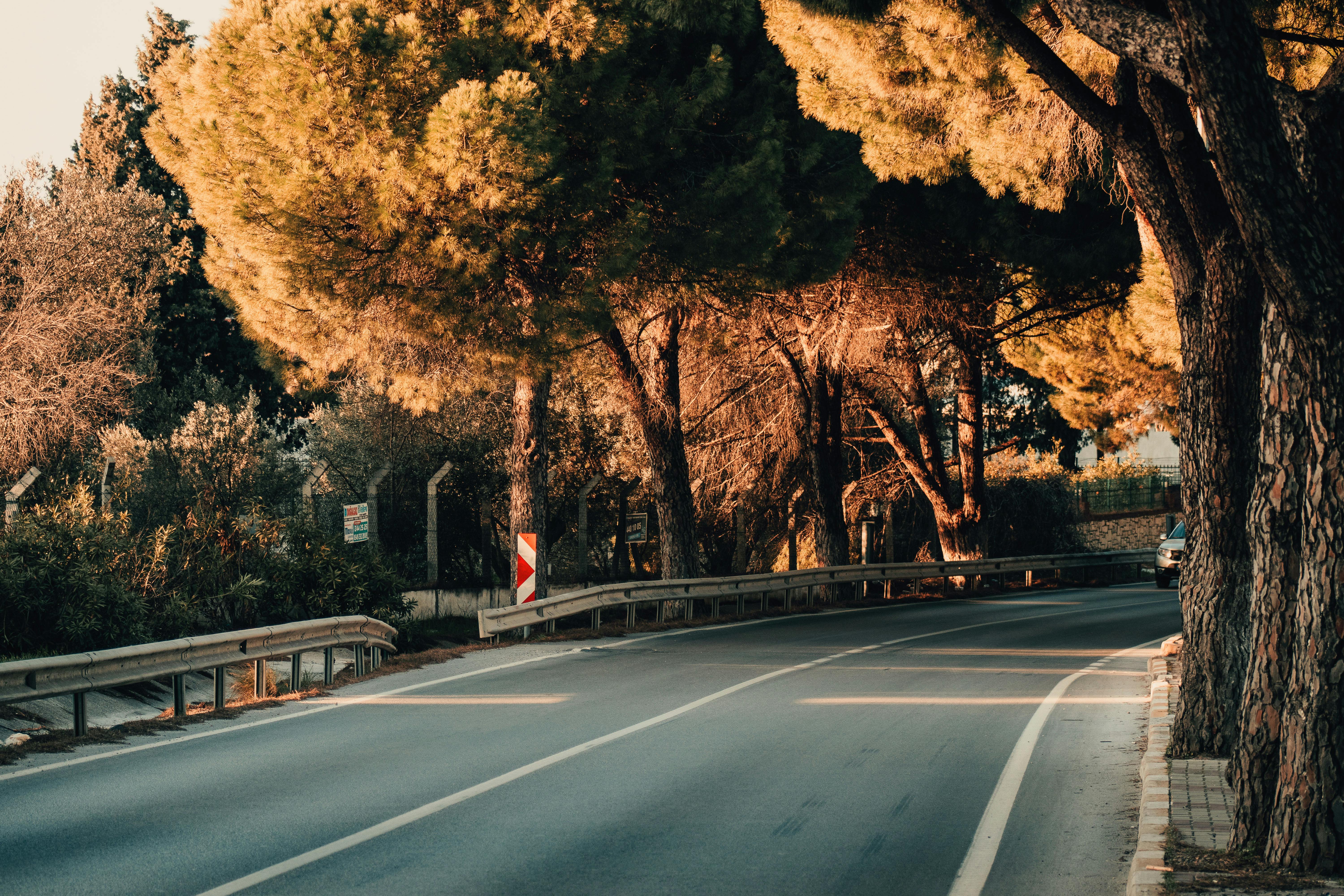 A road with trees and a sunset in the background · Free Stock Photo