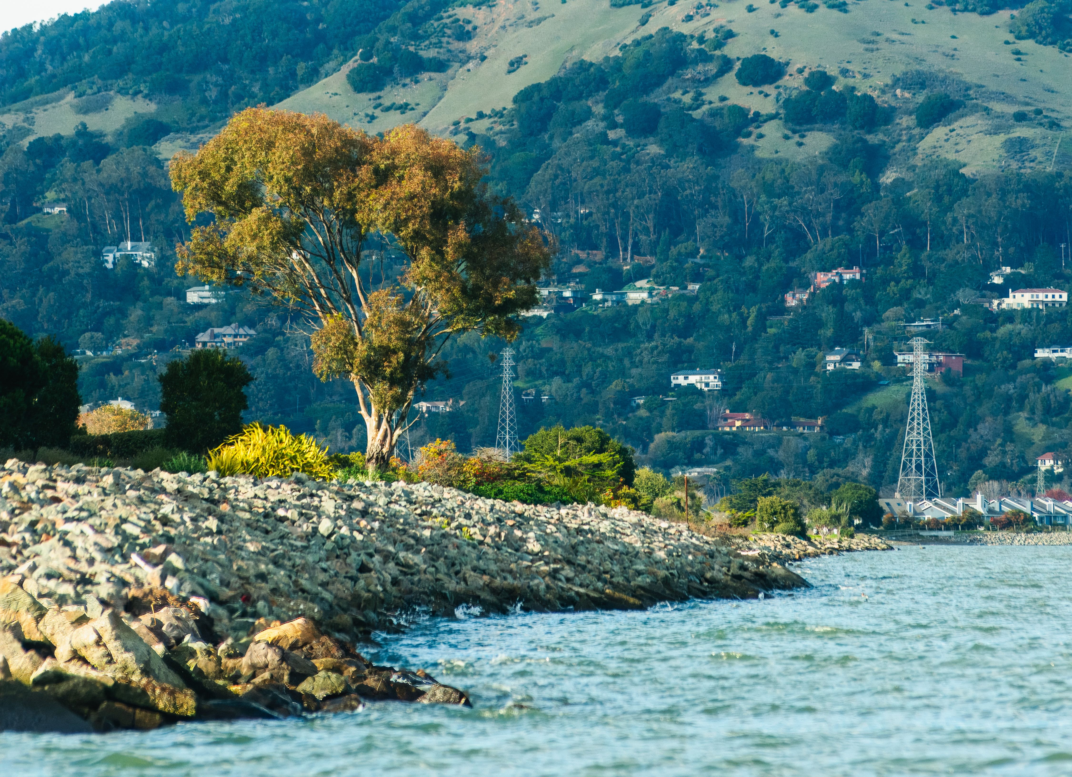 A Tree on a Lakeshore · Free Stock Photo