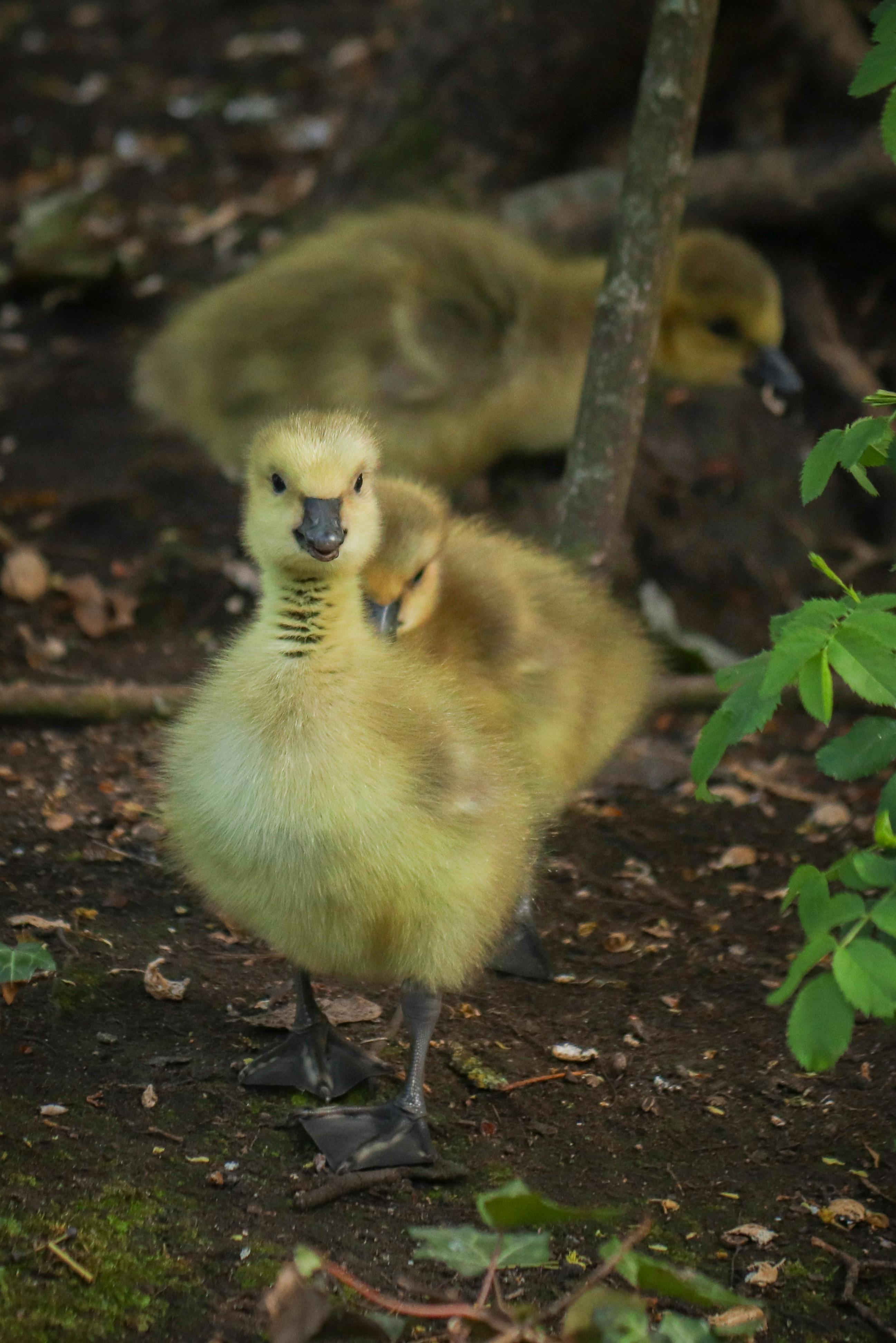 Two baby geese standing in the dirt near some trees · Free Stock Photo