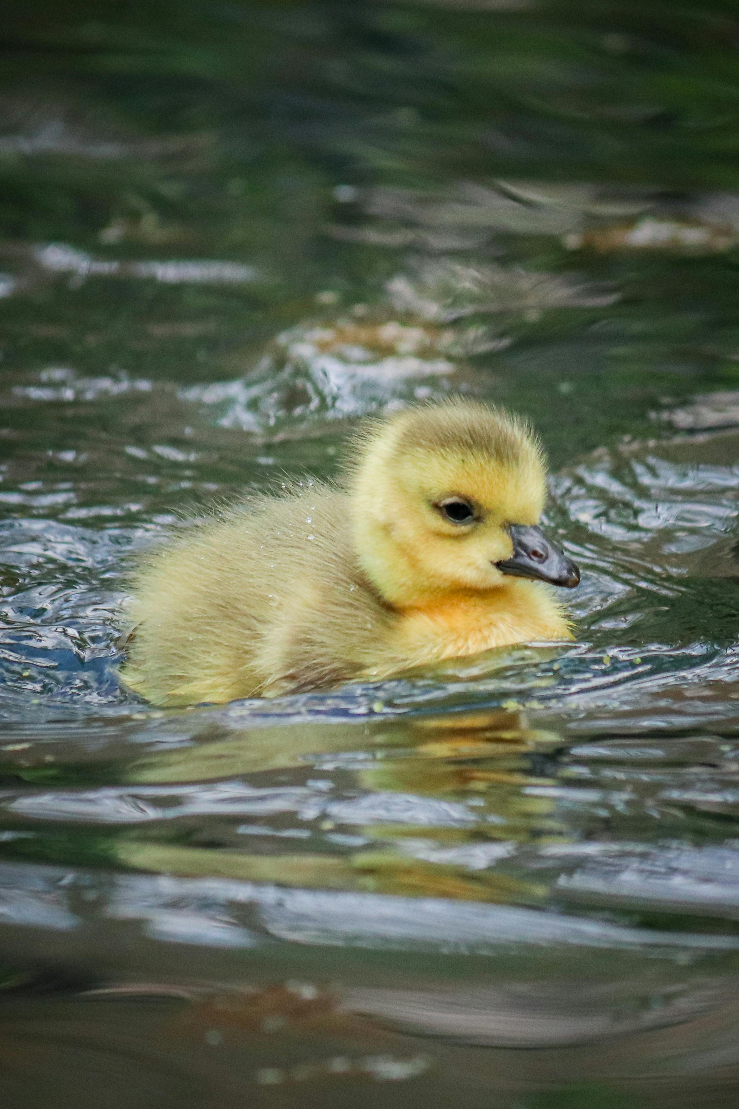 Baby Duck Photos, Download The BEST Free Baby Duck Stock Photos & HD Images