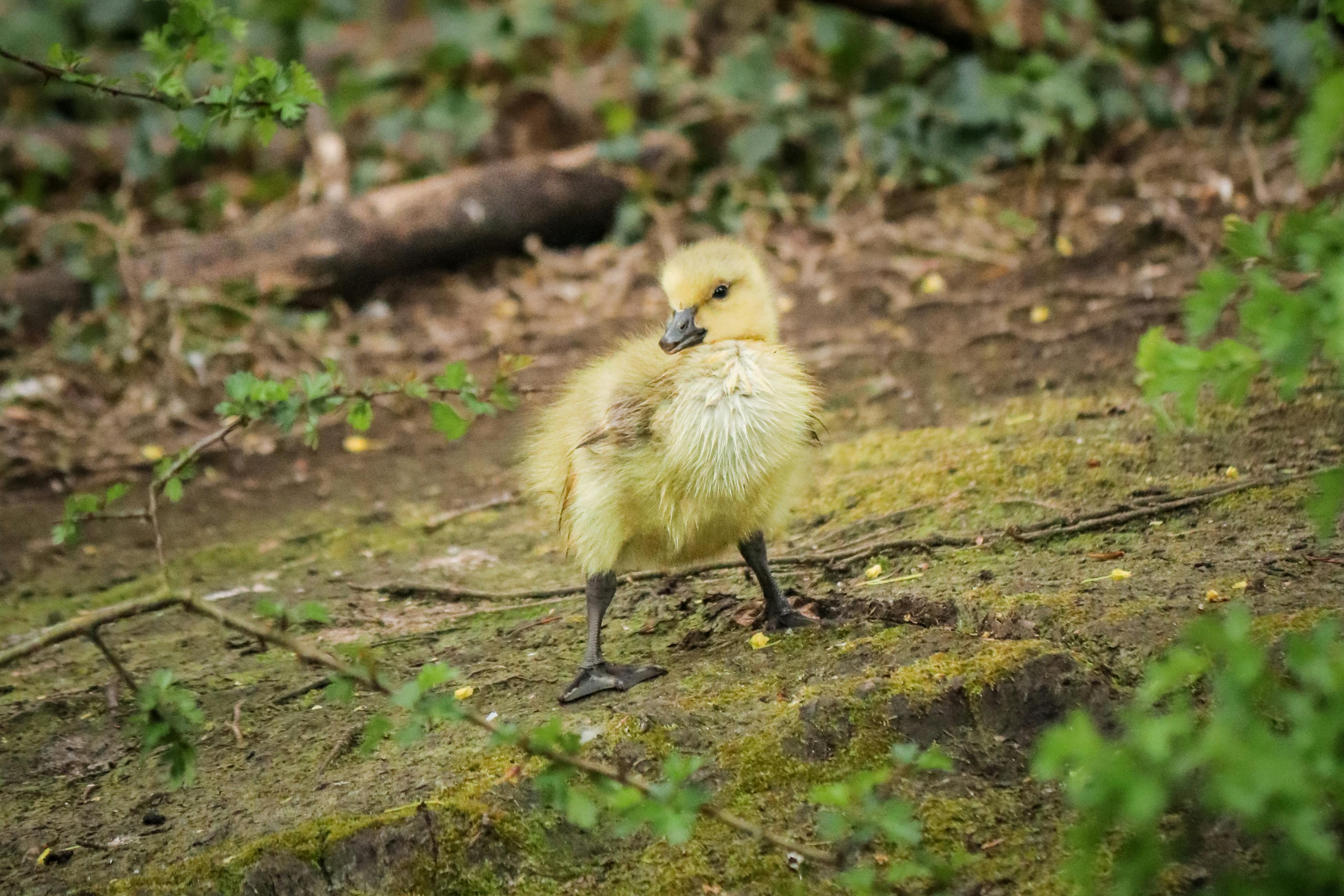 A baby duckling standing on a rock in the woods · Free Stock Photo