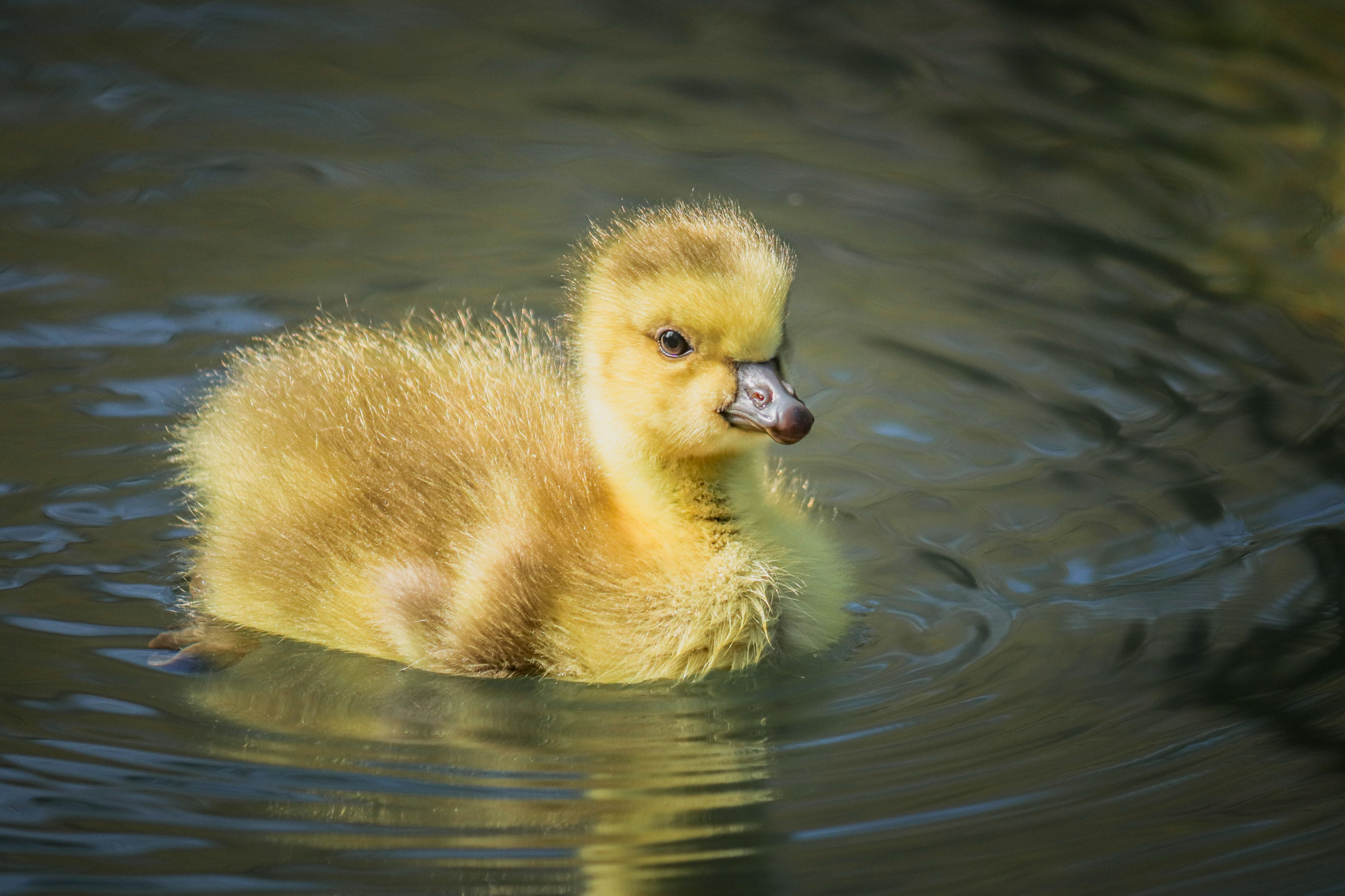 A small duckling swimming in the water · Free Stock Photo
