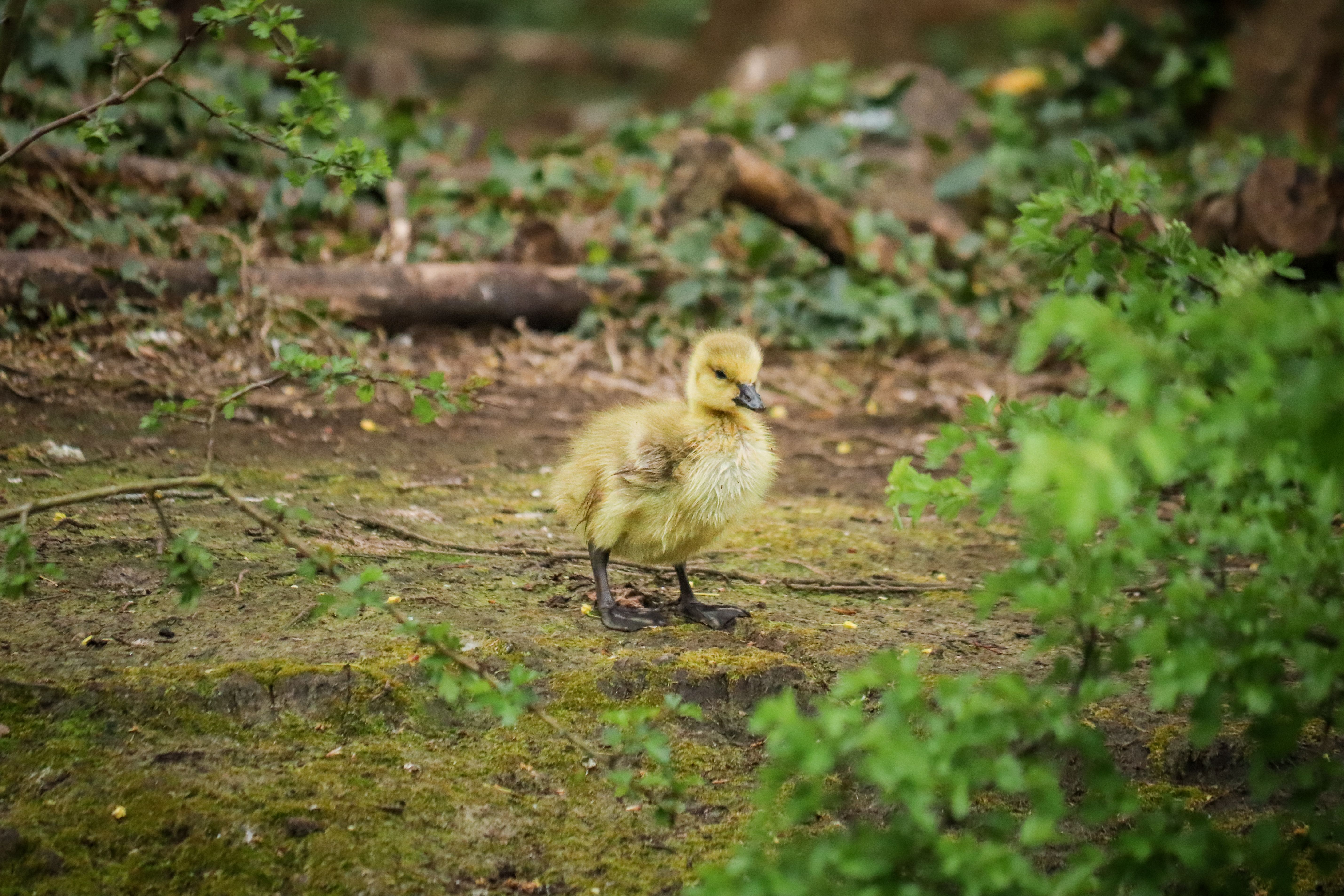 A small duckling standing on the ground in the woods · Free Stock Photo