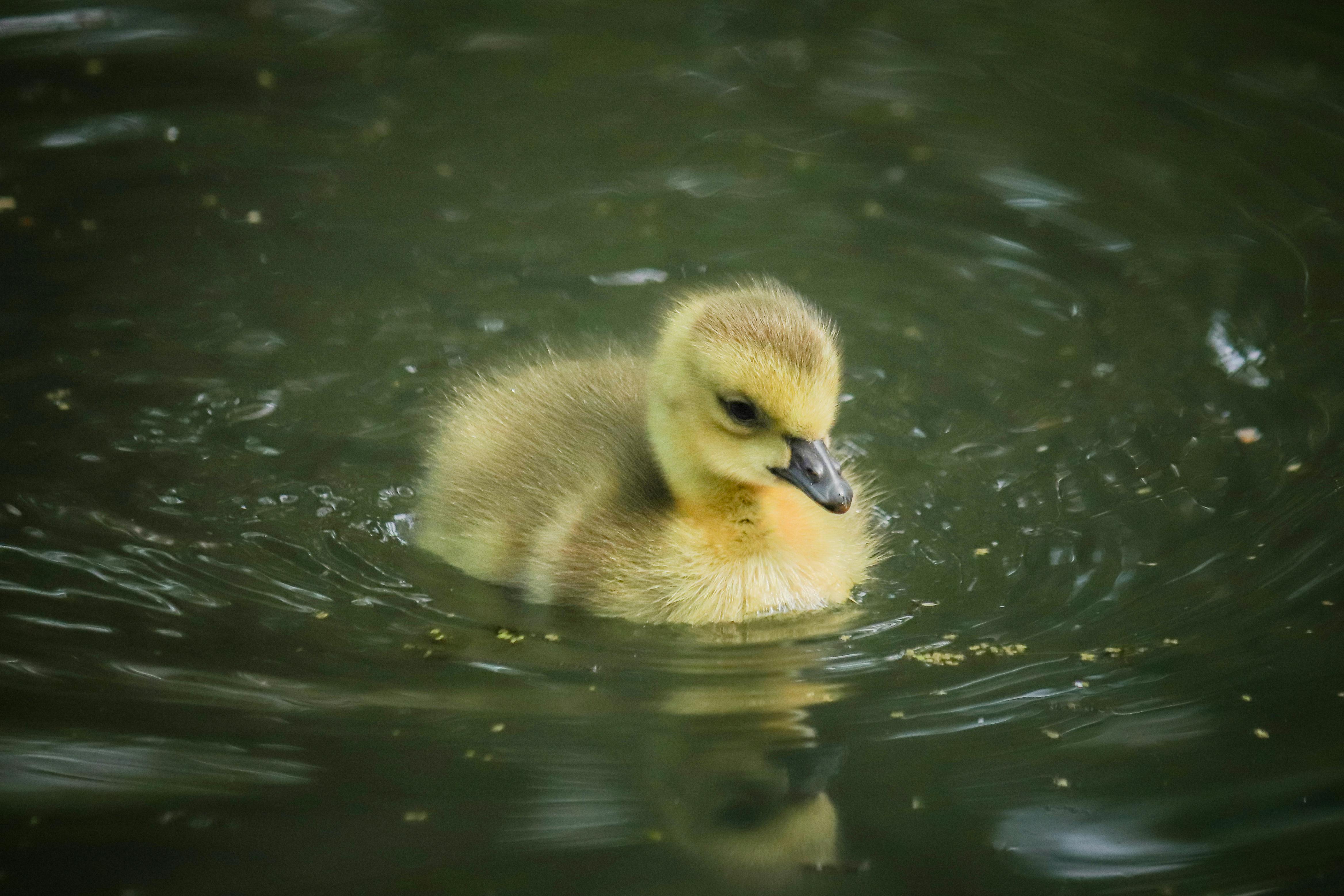 Baby Duck Photos, Download The BEST Free Baby Duck Stock Photos & HD Images