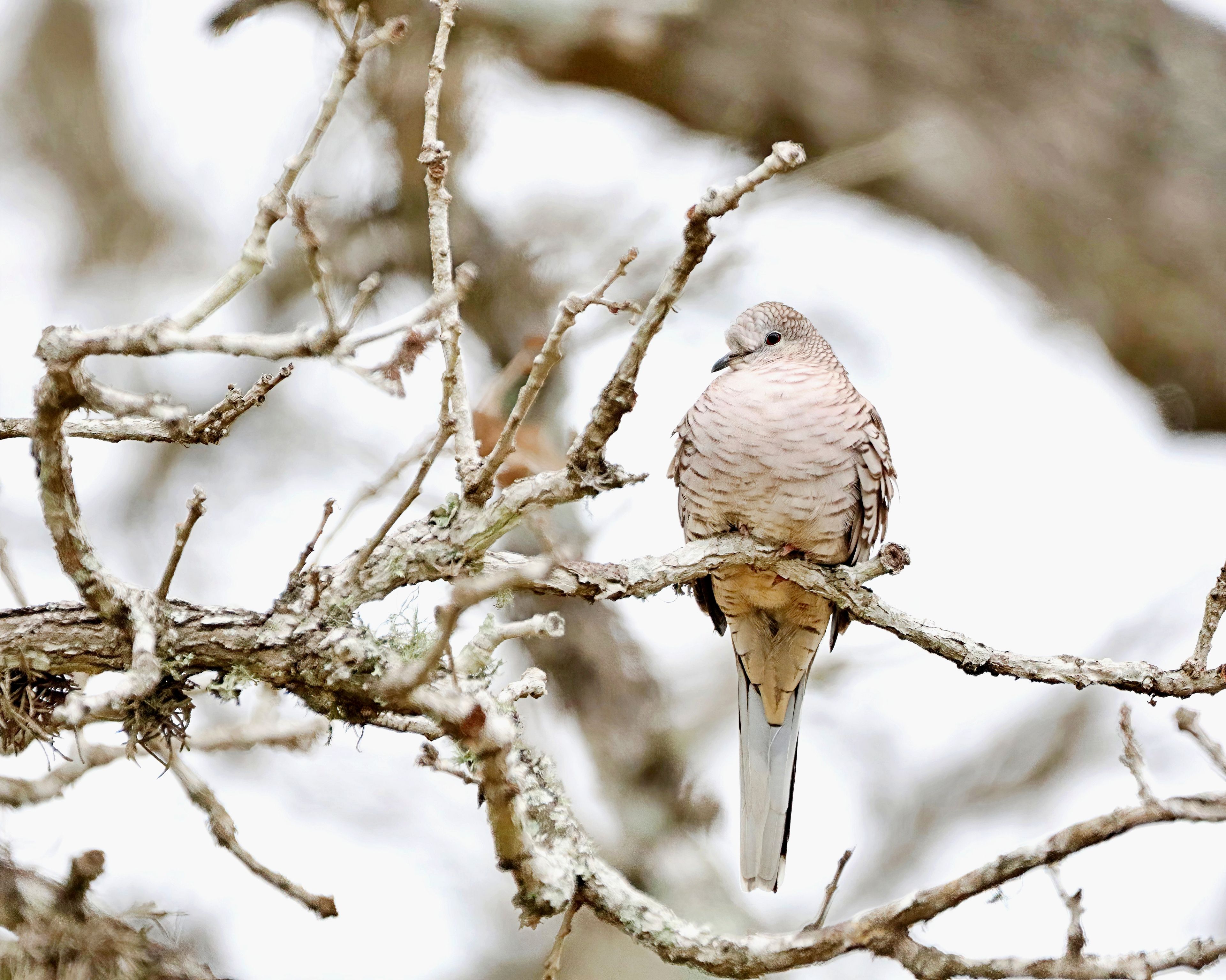Close up of an Inca Dove · Free Stock Photo