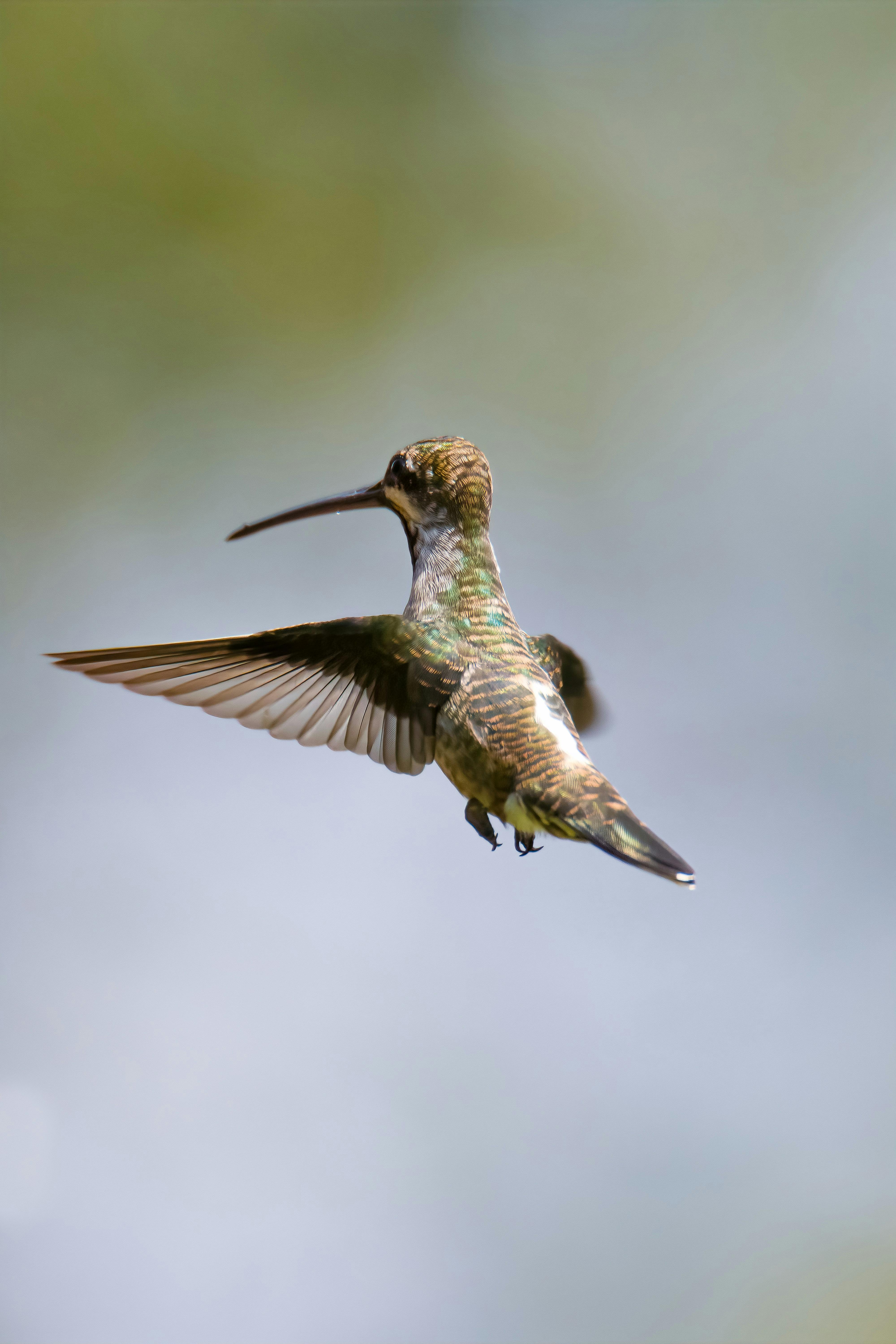 Close-Up Photo of Hummingbird · Free Stock Photo