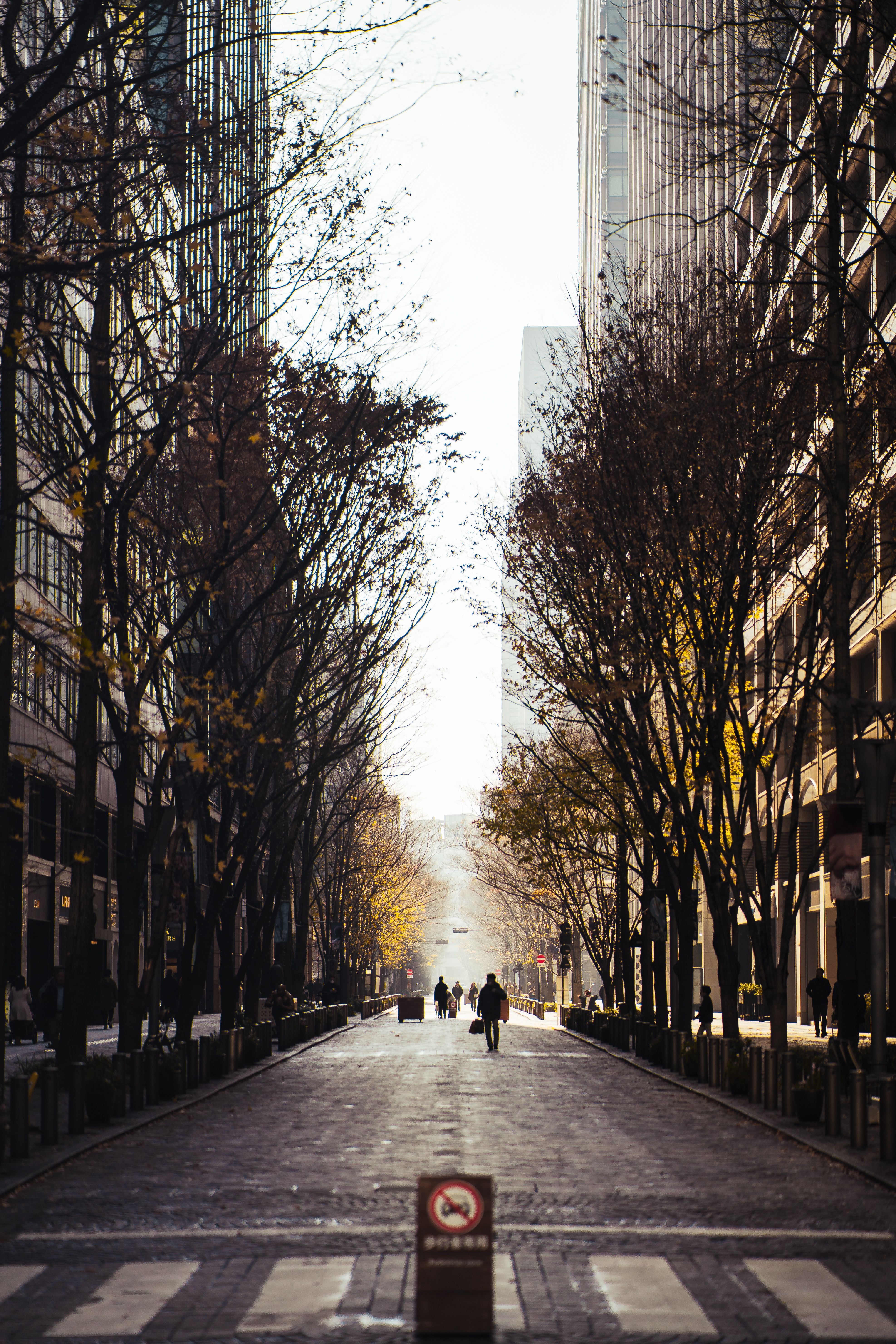 Symmetrical View of a Street between Trees and Skyscrapers in City ...