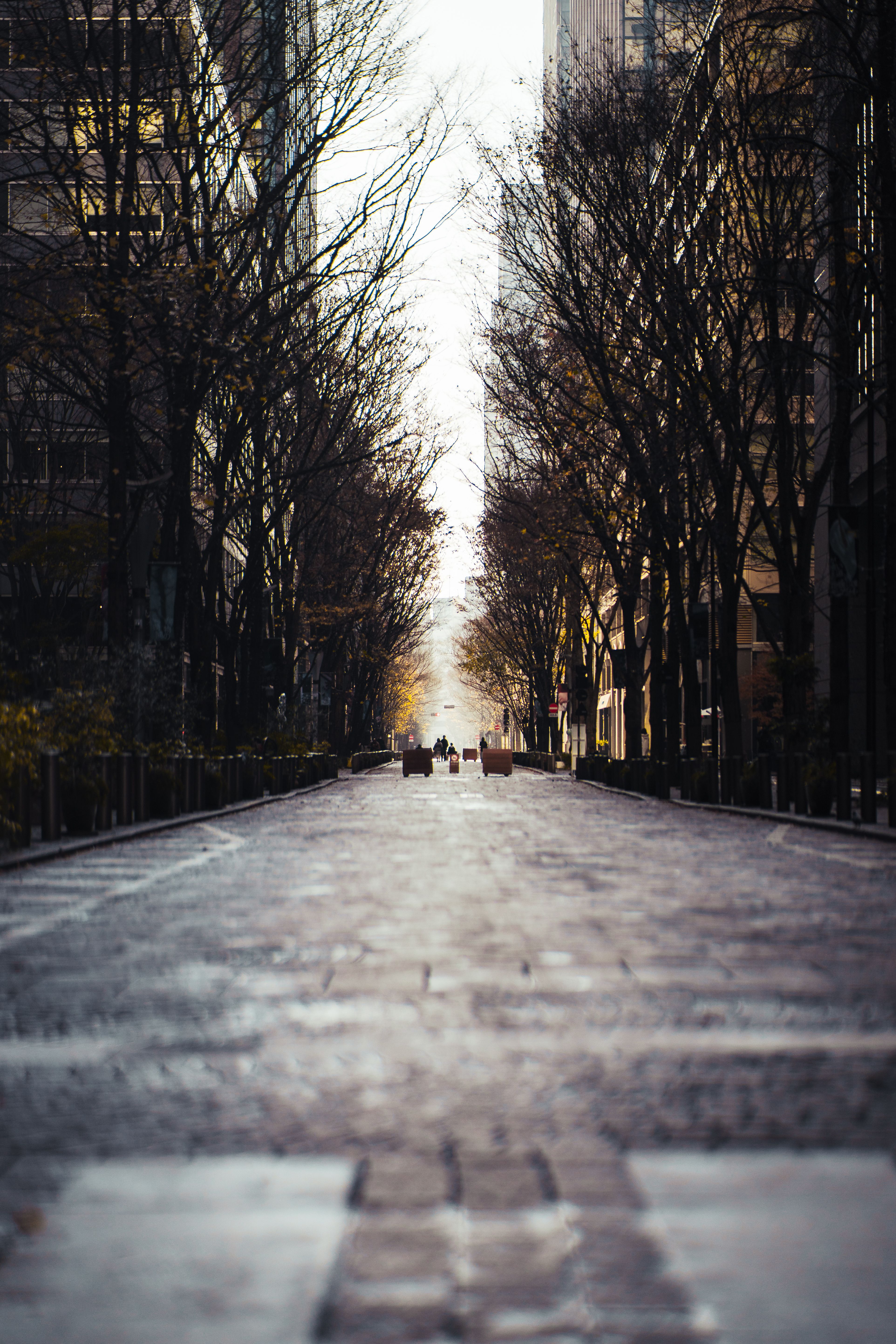 Pavement Among Trees in a City · Free Stock Photo
