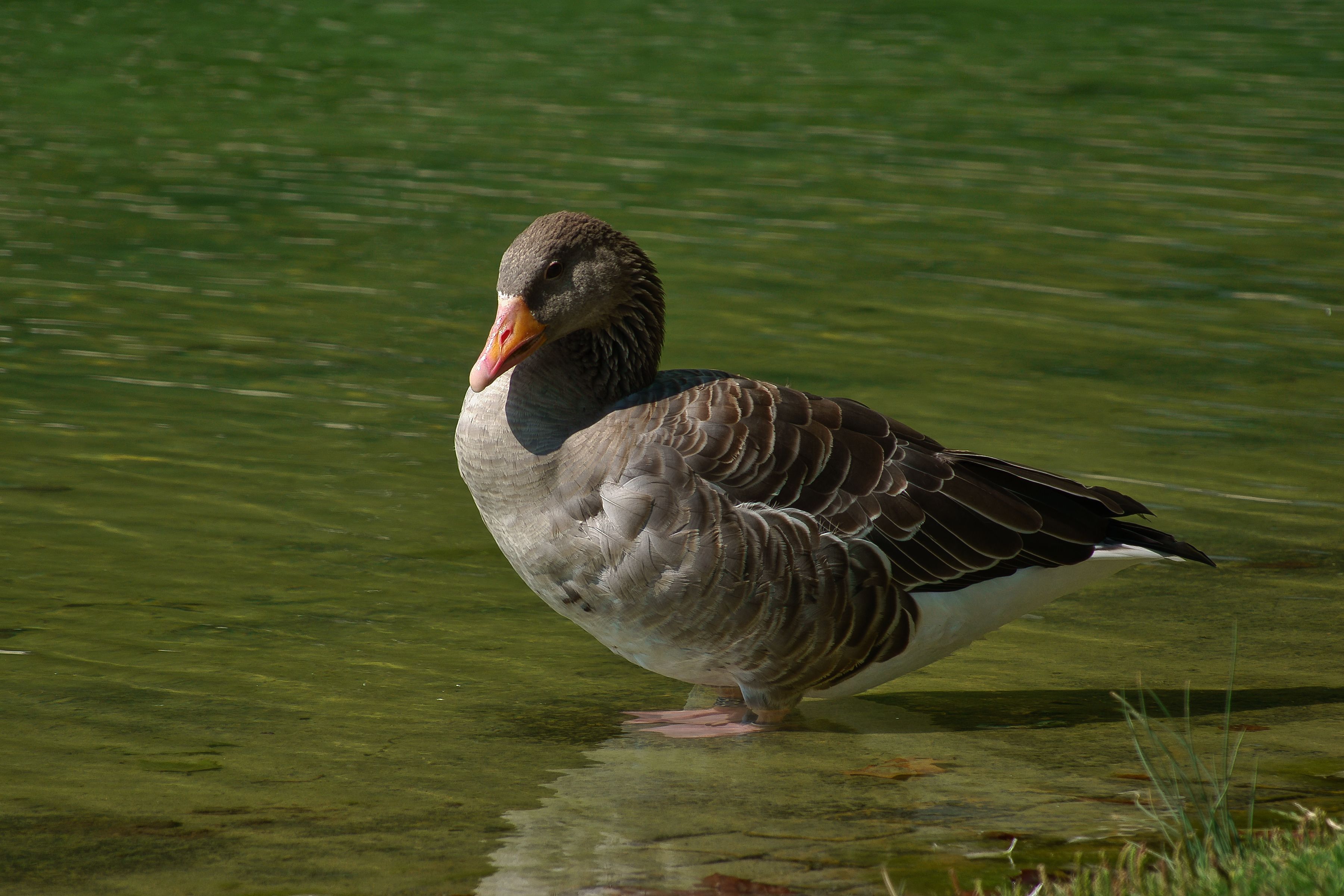Close-up of a Goose Standing in a Body of Water · Free Stock Photo