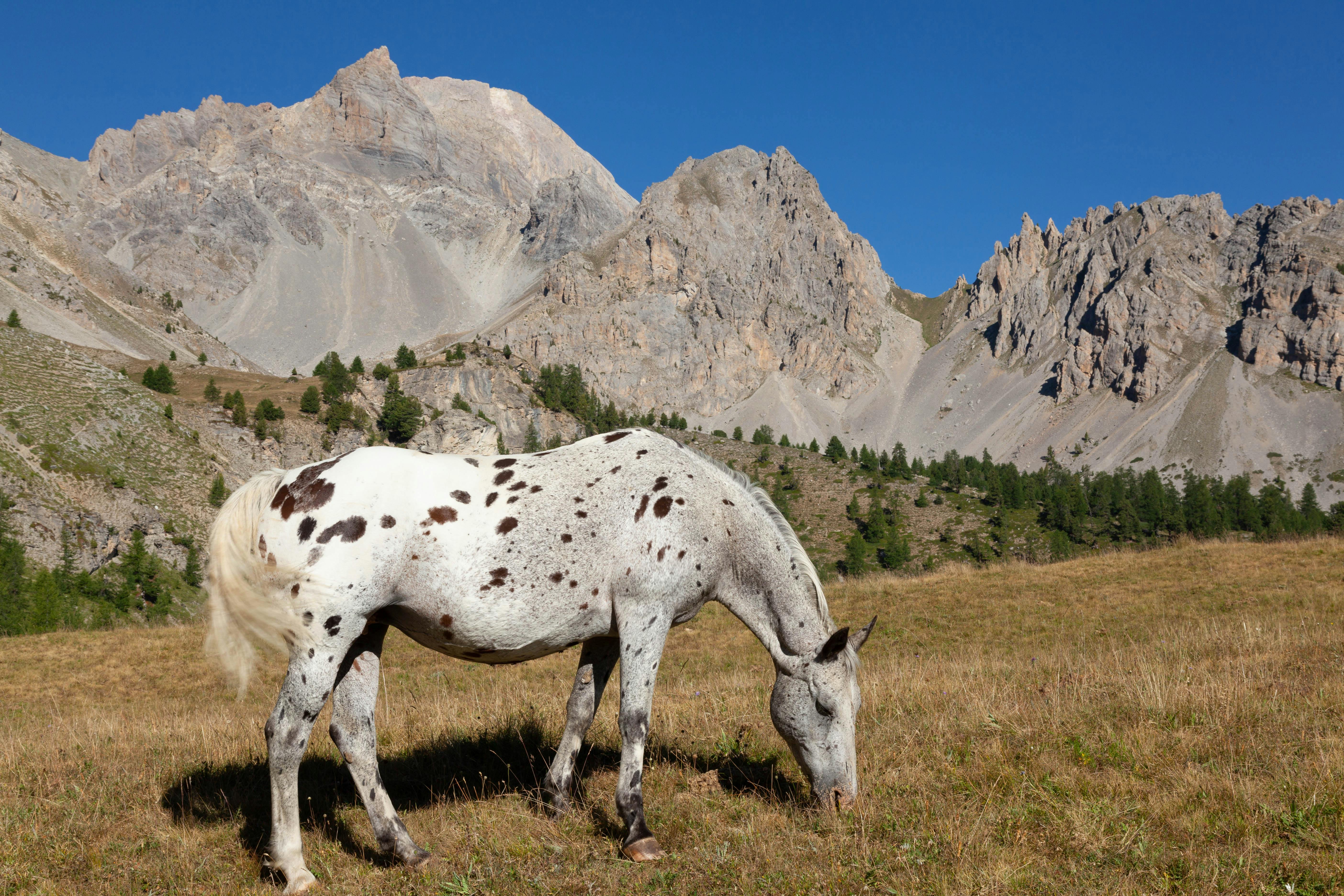 A Comprehensive Guide to Understanding Appaloosa Horses
