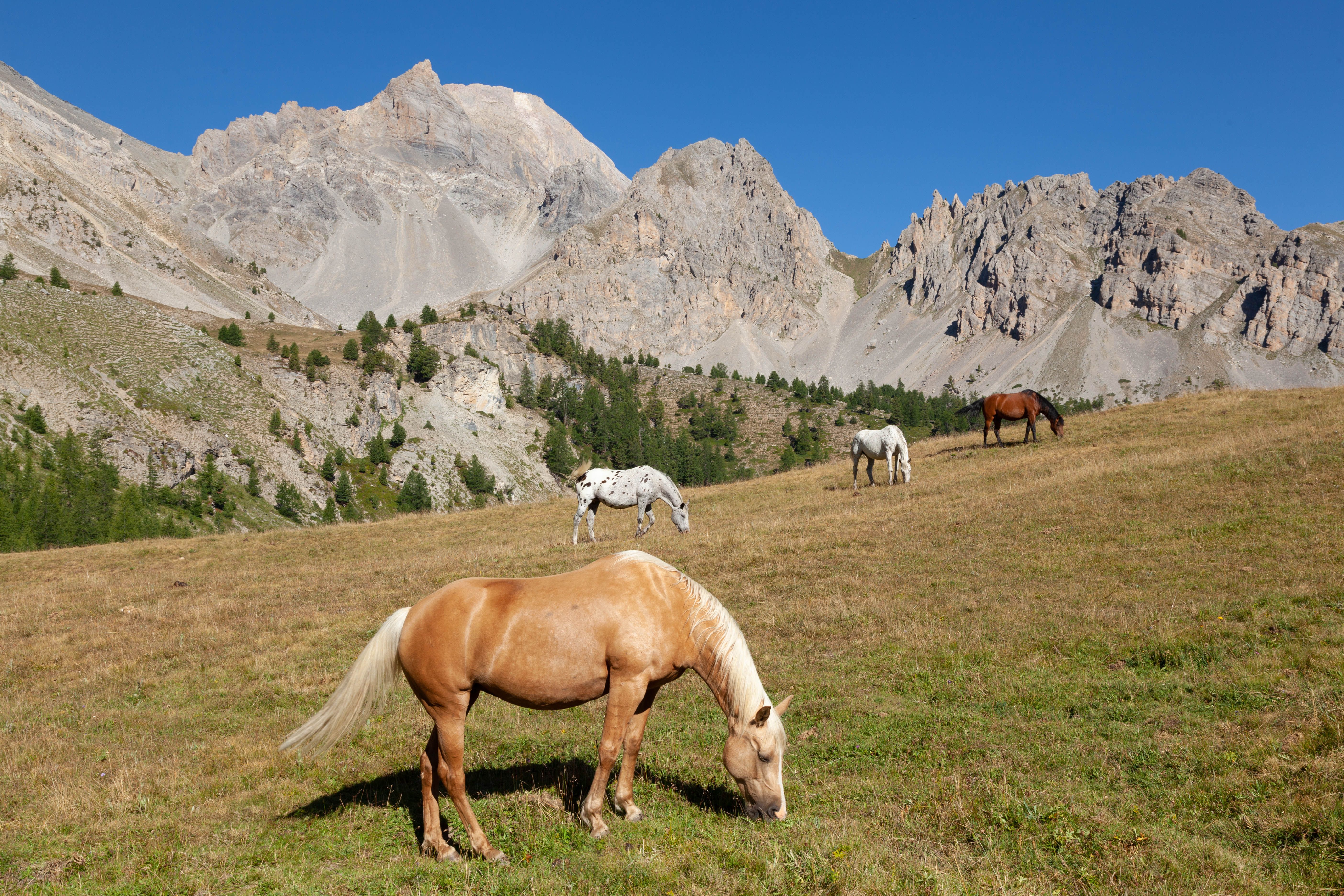 Horses in Alpine Pasture · Free Stock Photo