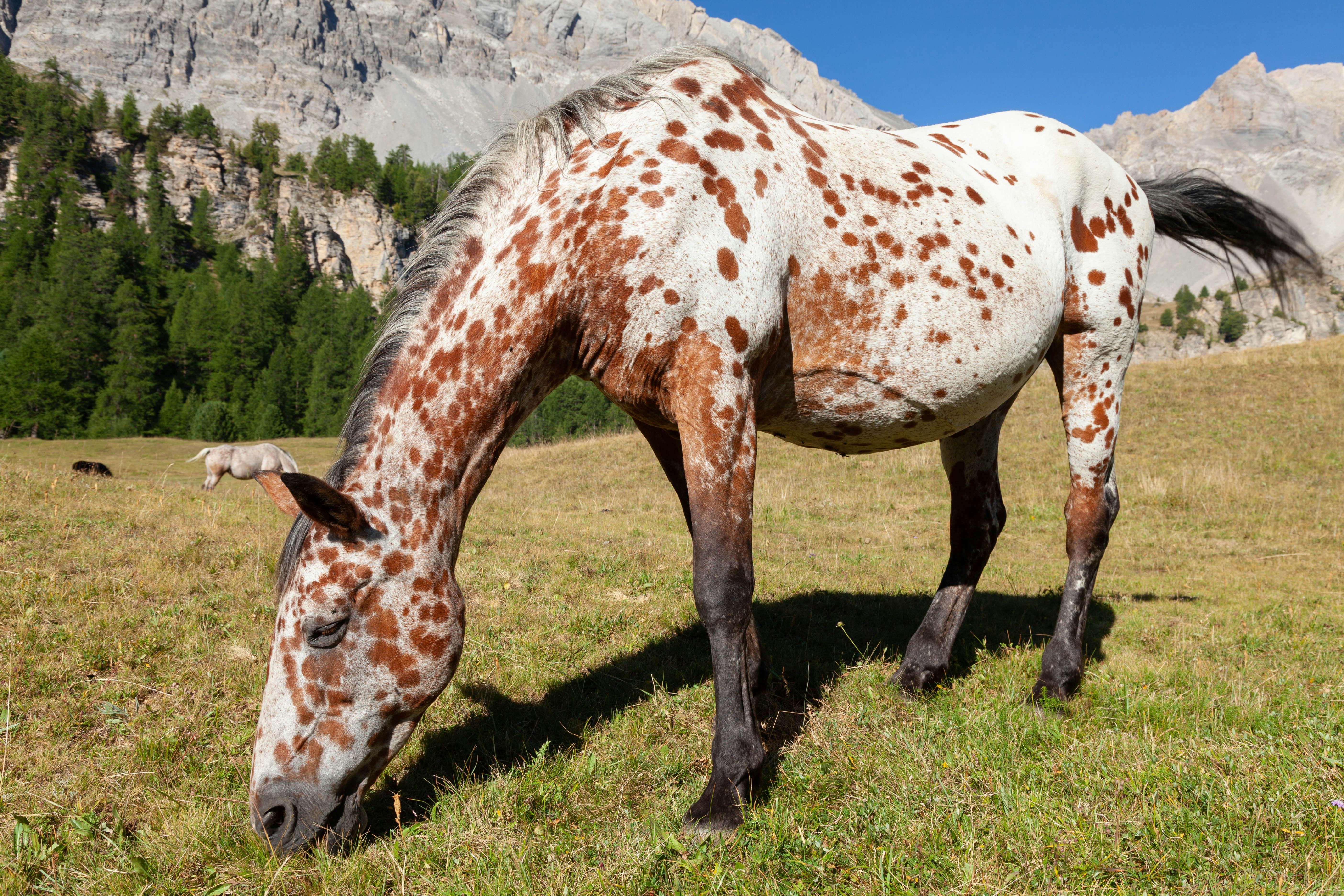 A Comprehensive Guide to Understanding Appaloosa Horses