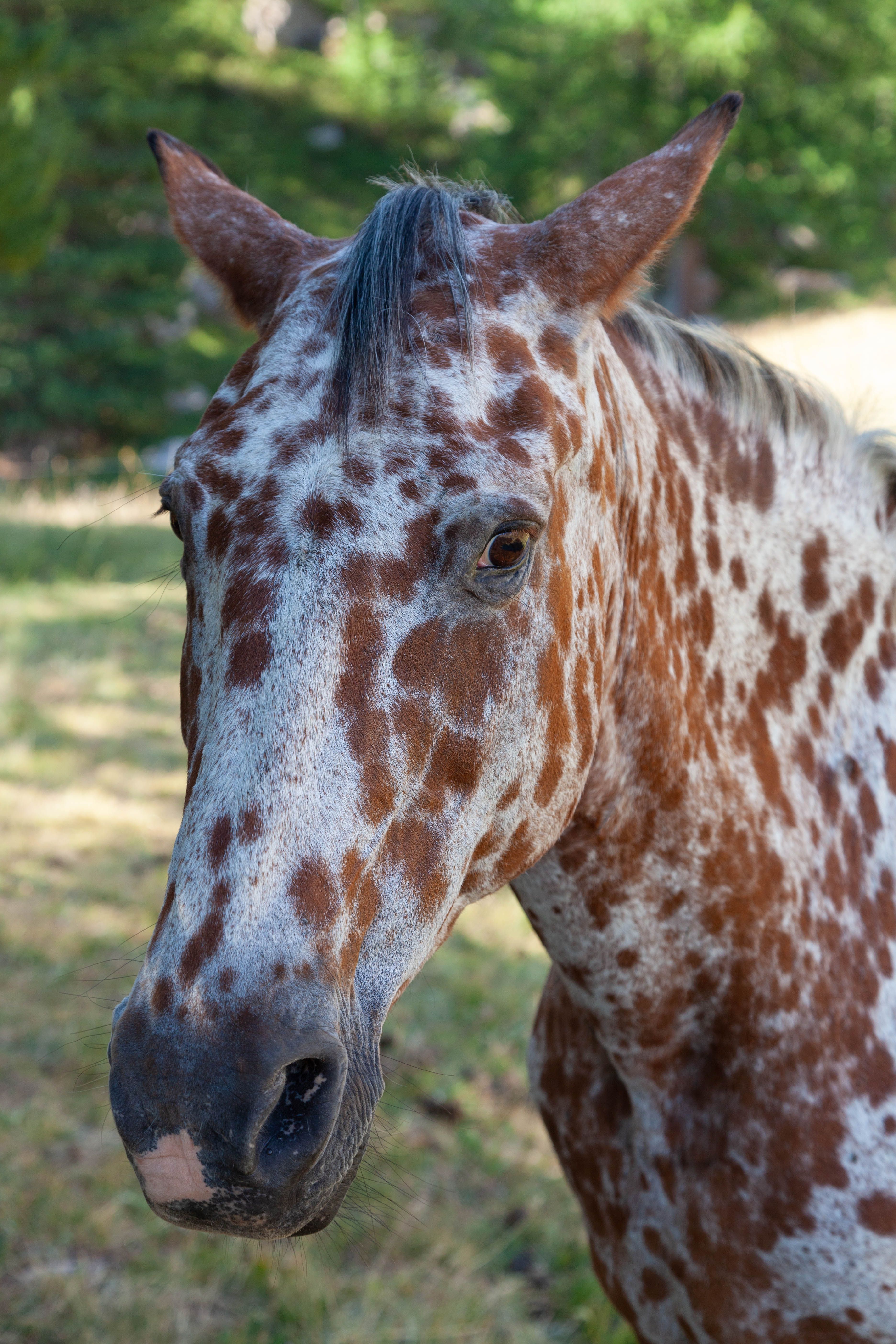 White Horse with Brown Spots · Free Stock Photo