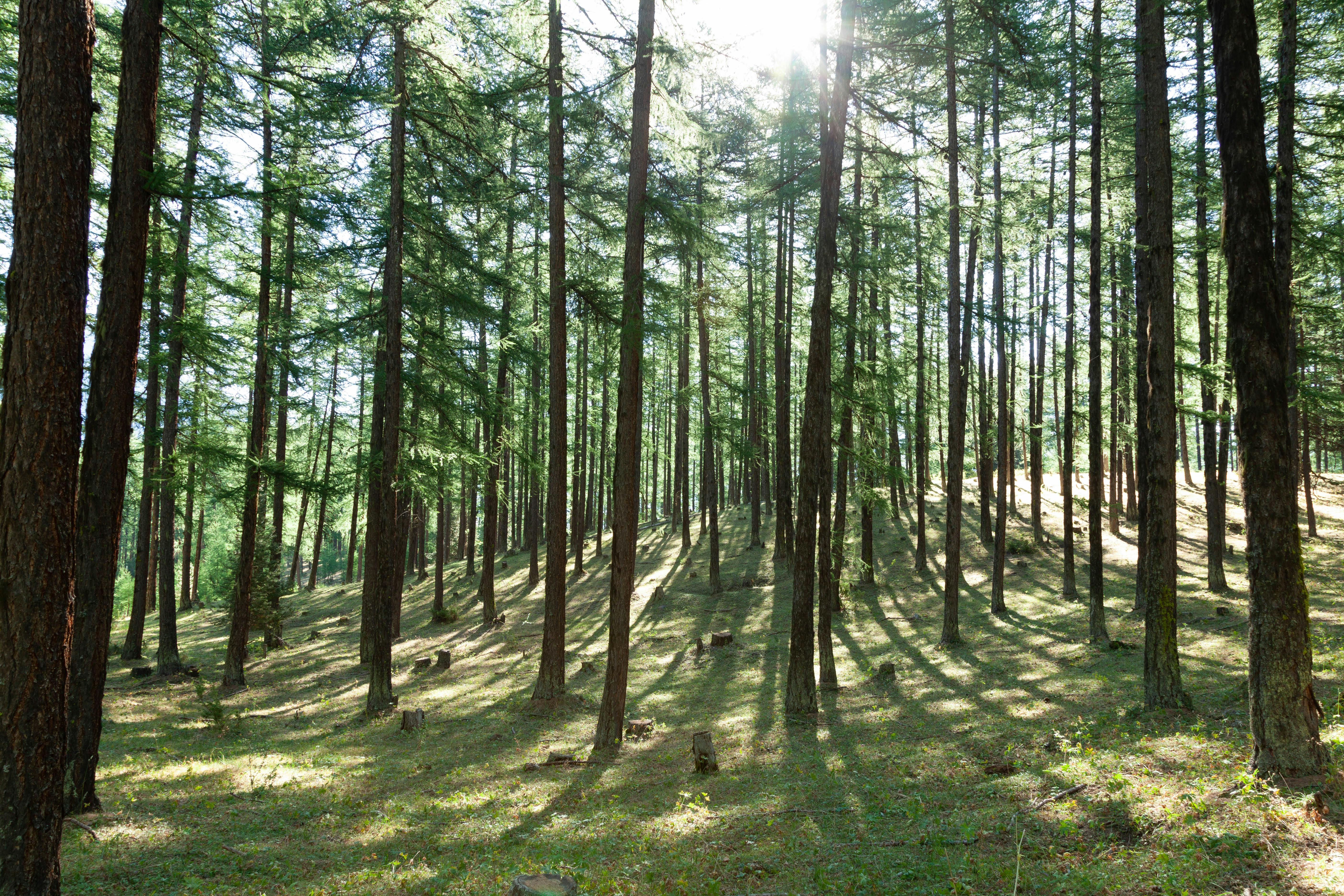 A forest with many trees and sun shining through · Free Stock Photo