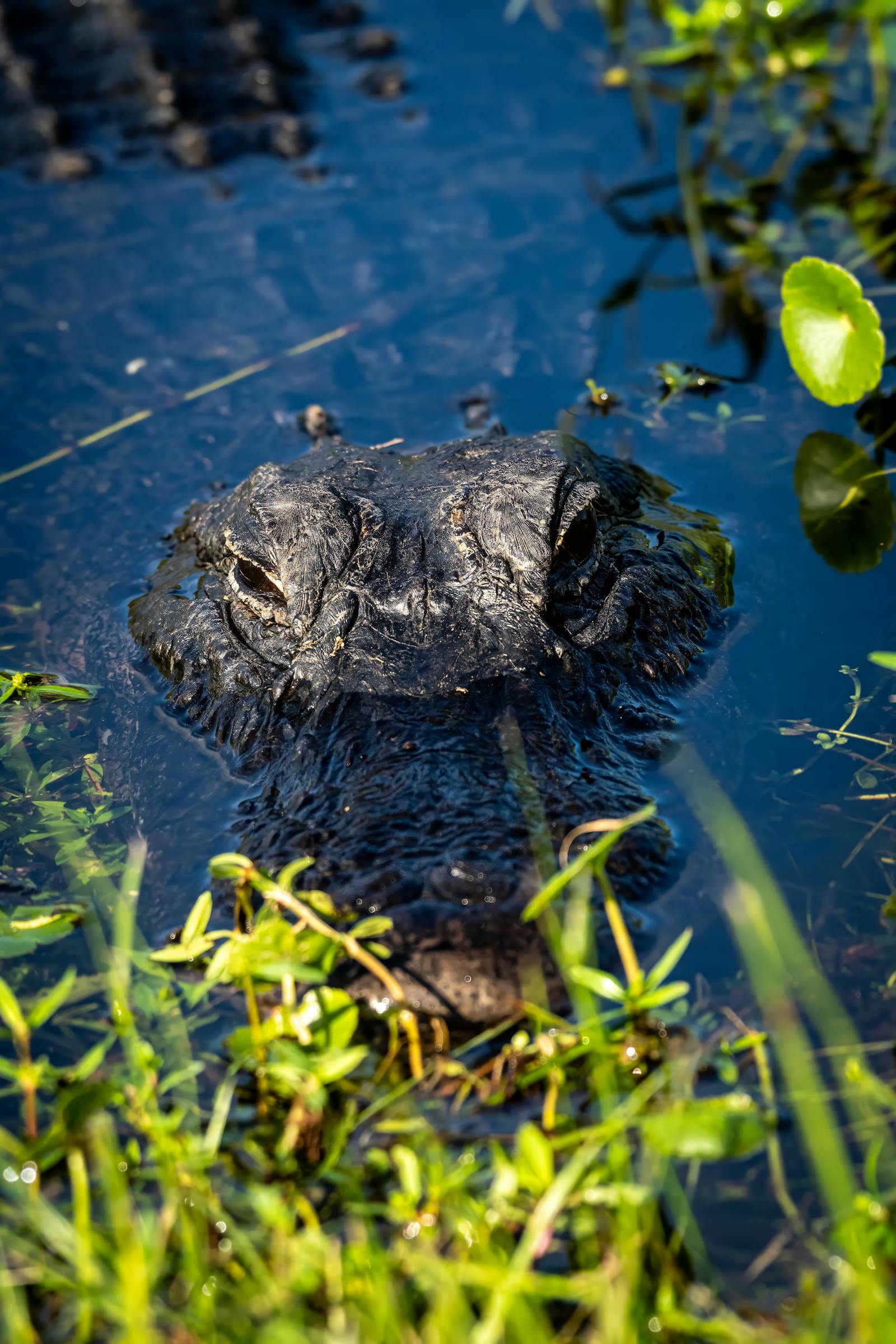 Images Of Alligator Photos, Download The BEST Free Images Of Alligator ...