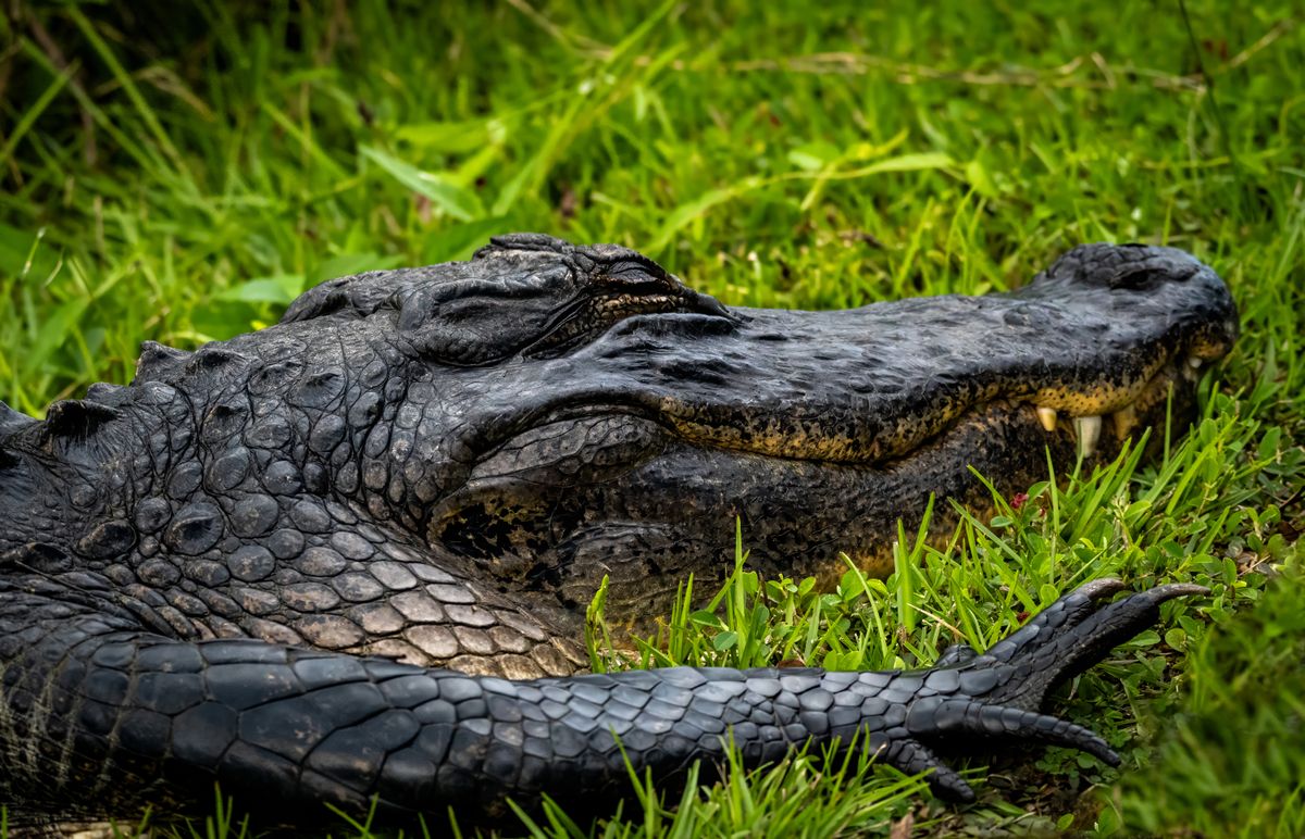 Drawings Of Alligator Photos, Download The BEST Free Drawings Of ...