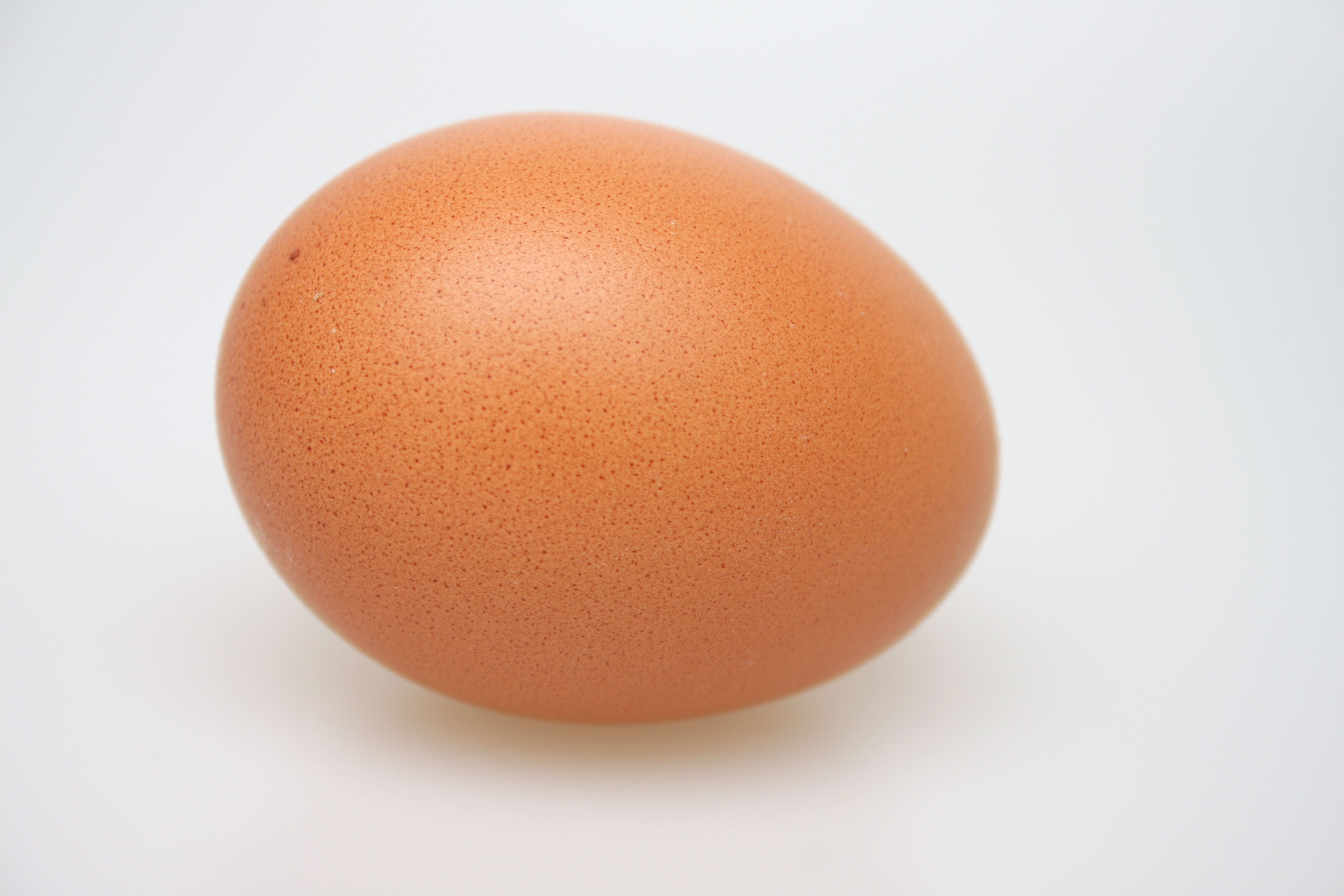 Close up of Egg · Free Stock Photo