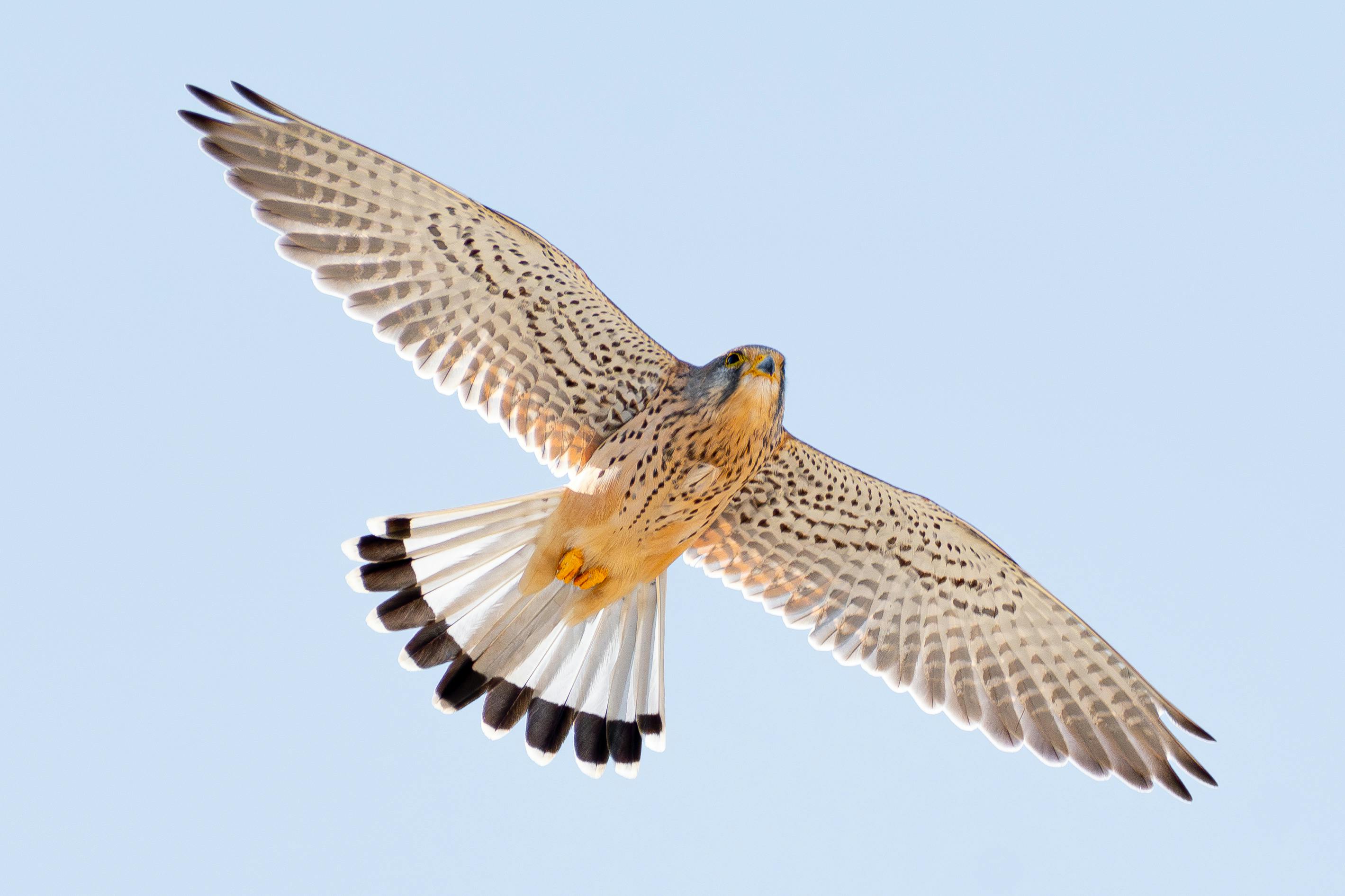 Kestrel Bird Flying · Free Stock Photo