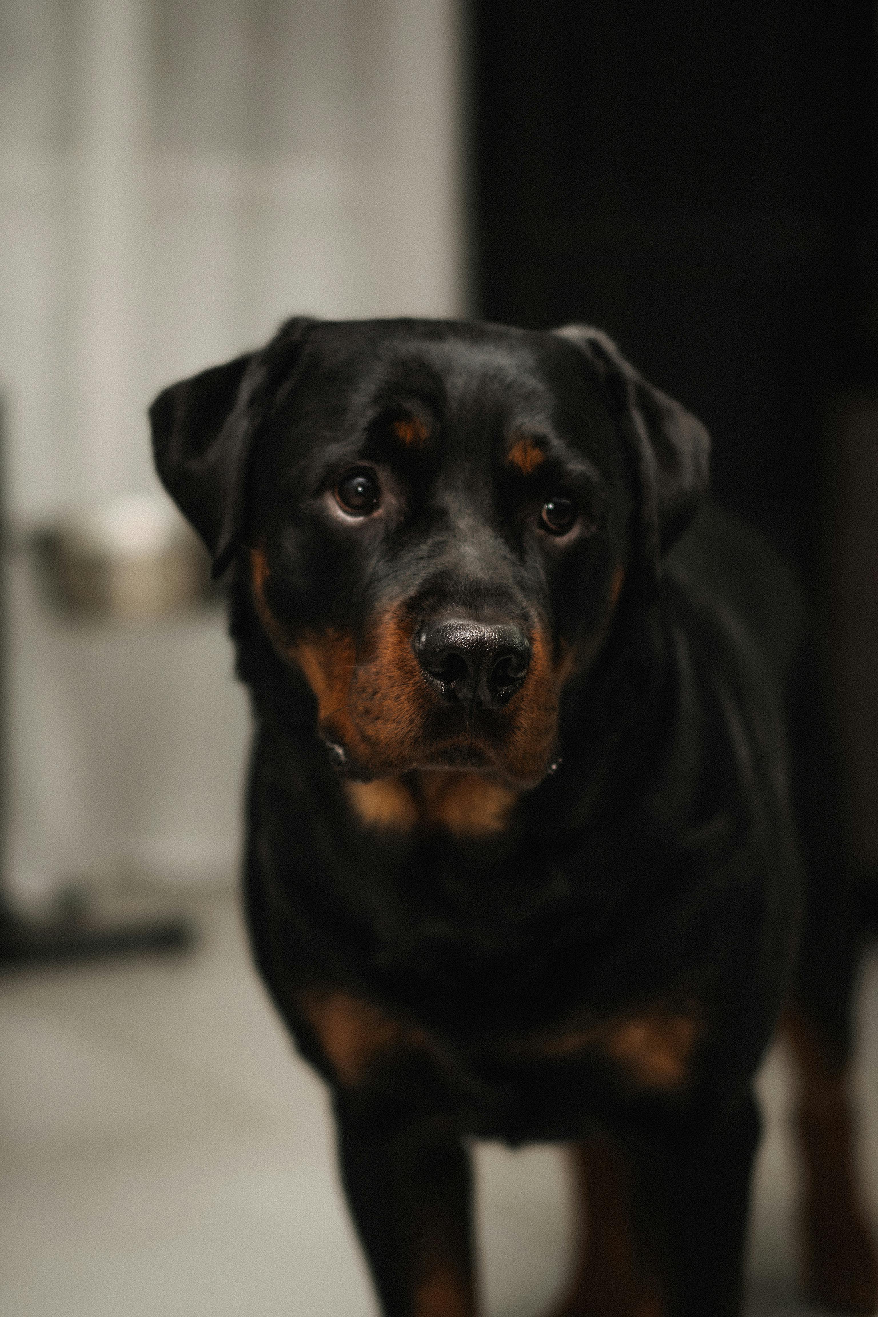 Portrait of Puppy Rottweiler · Free Stock Photo