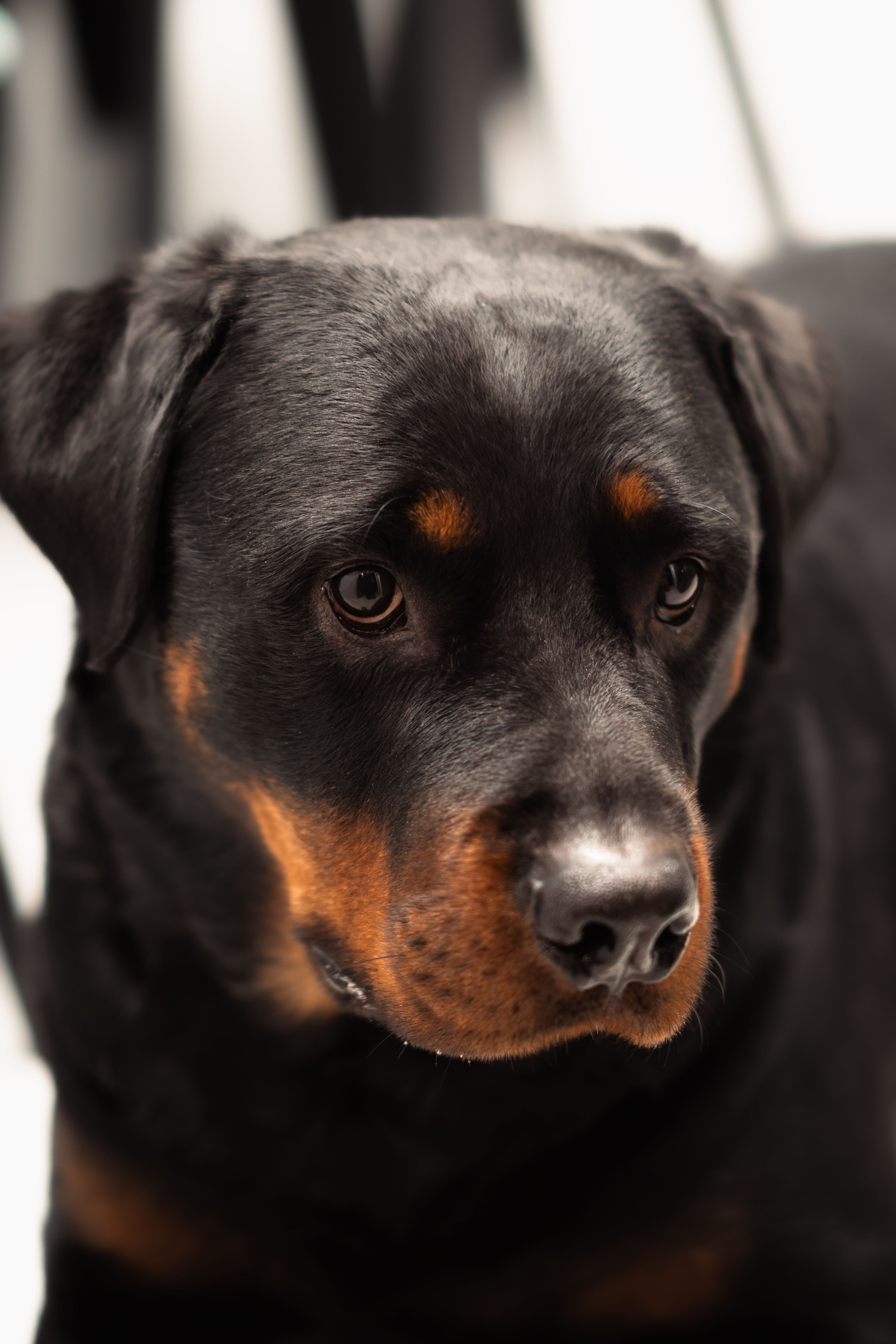 Black Rottweiler Dog · Free Stock Photo