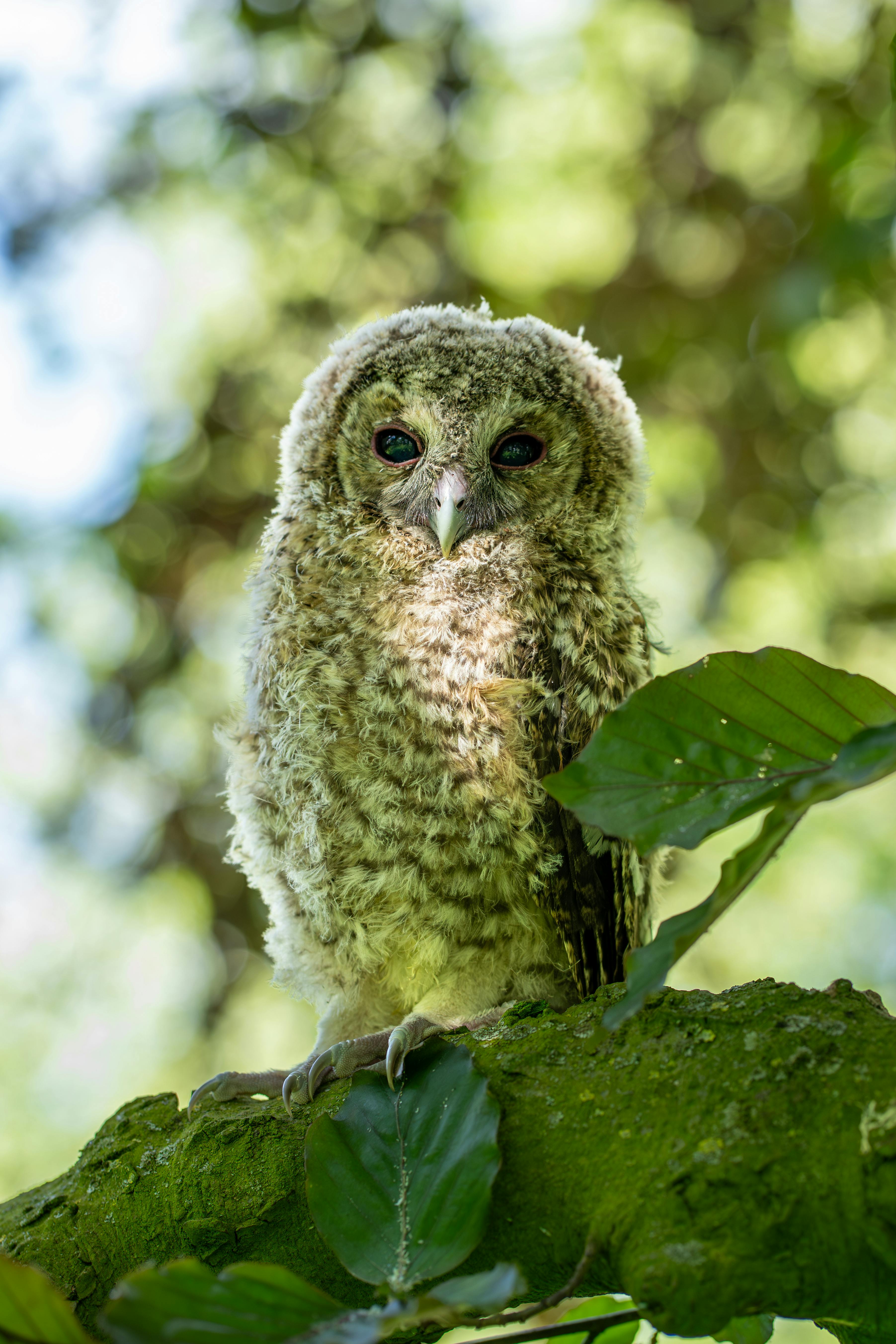 A small owl sitting on a branch in the woods · Free Stock Photo