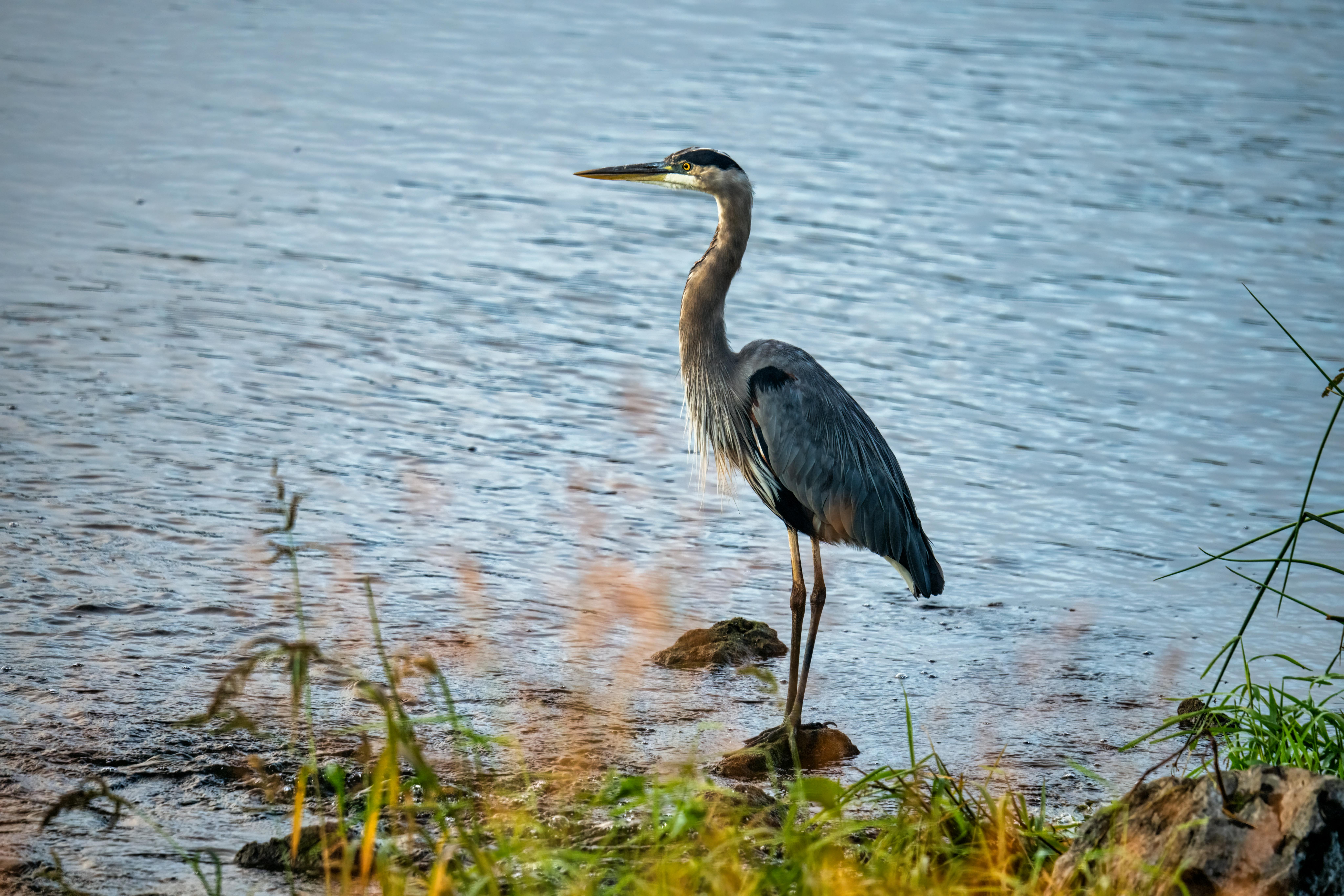 Blue Heron · Free Stock Photo