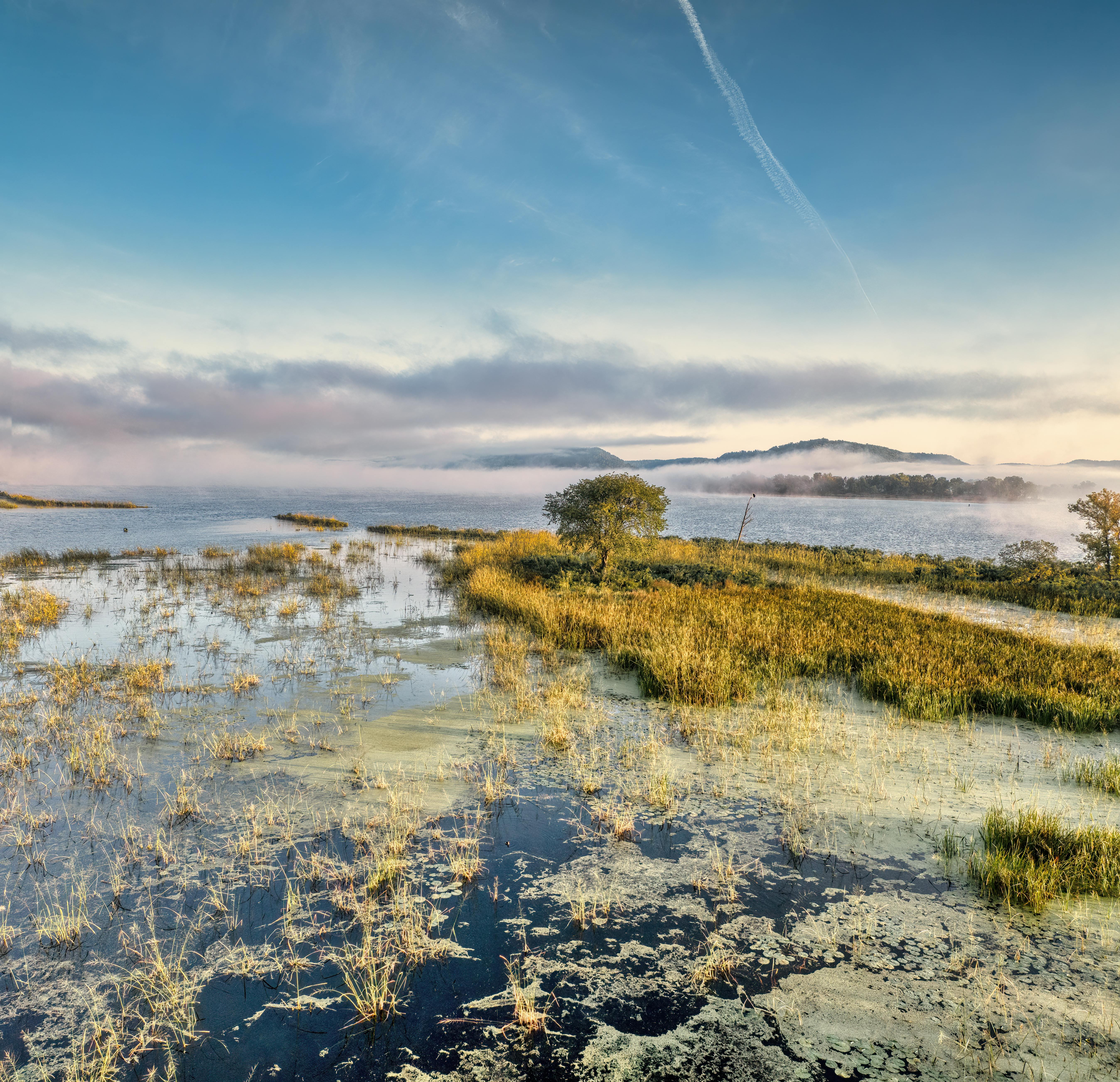 Rushes on Lake on Swamp · Free Stock Photo