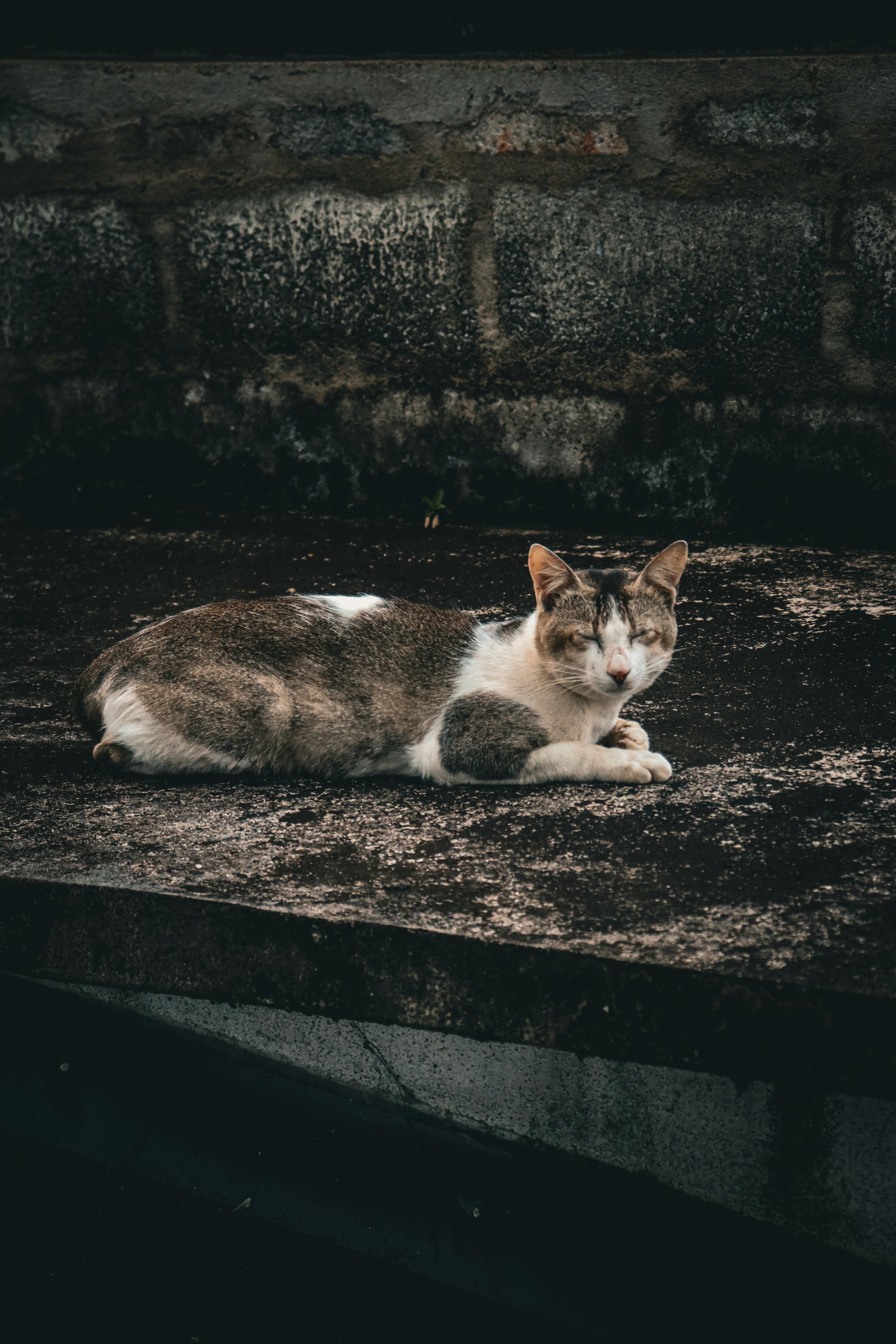 Cute Cat Back Ground Photos, Download The BEST Free Cute Cat Back ...