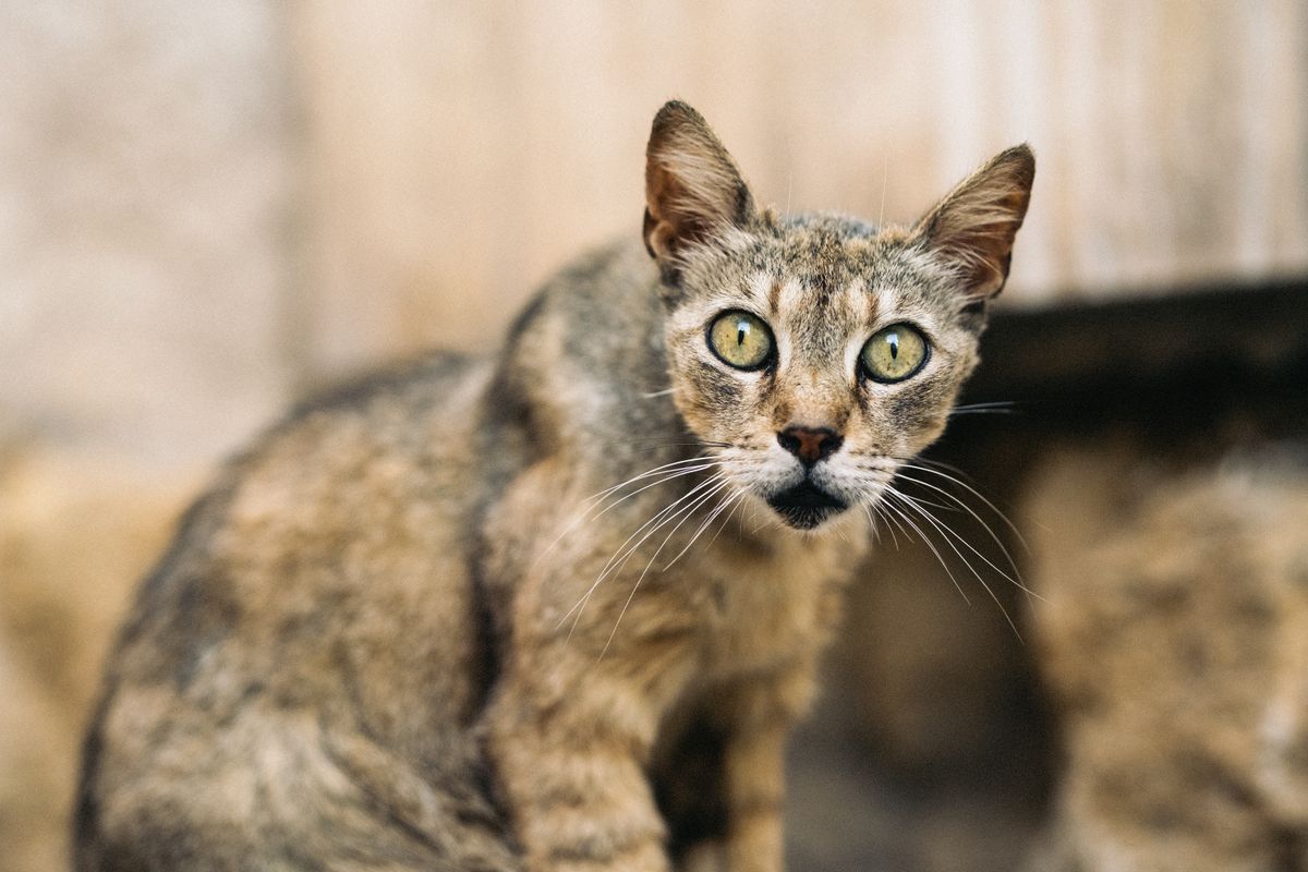 Surprised Cat Photos, Download The BEST Free Surprised Cat Stock Photos ...