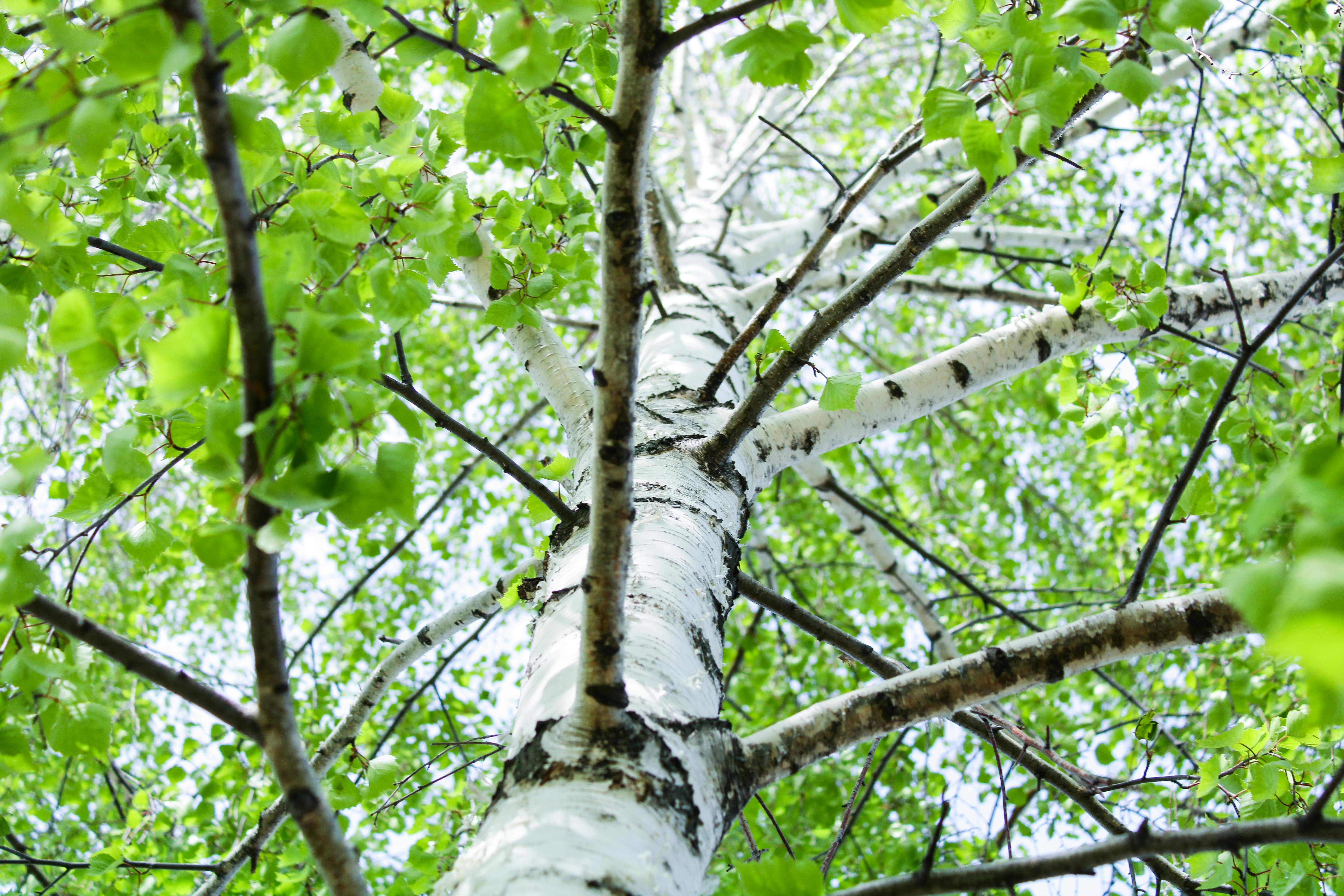 Bough of Birch Tree · Free Stock Photo