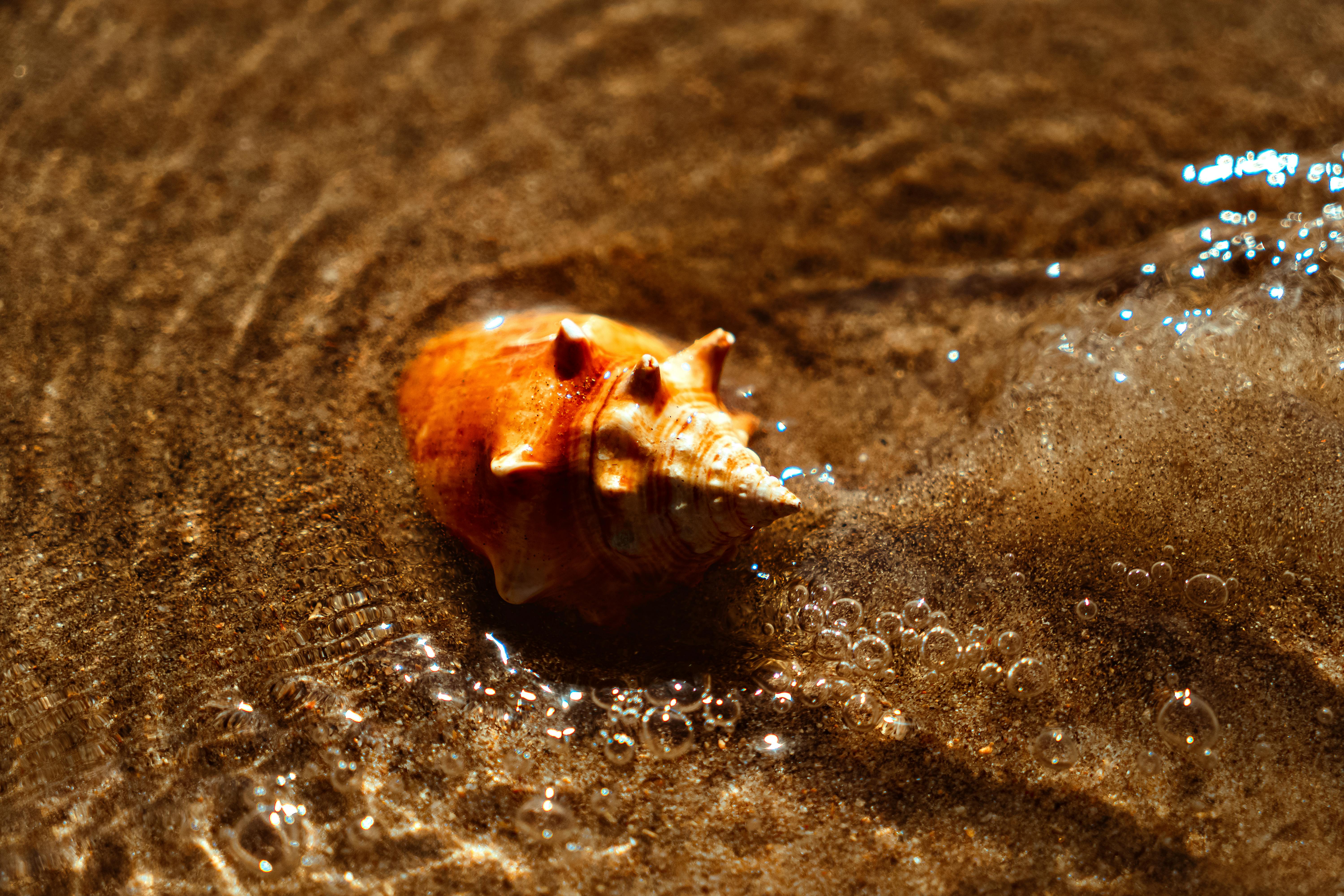 Three Assorted Sea Shells on Brown Sand · Free Stock Photo