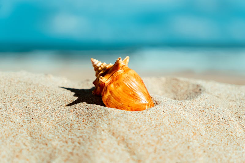 Shell Photos 100 Photos, Download The BEST Free Shell Photos 100 Stock ...