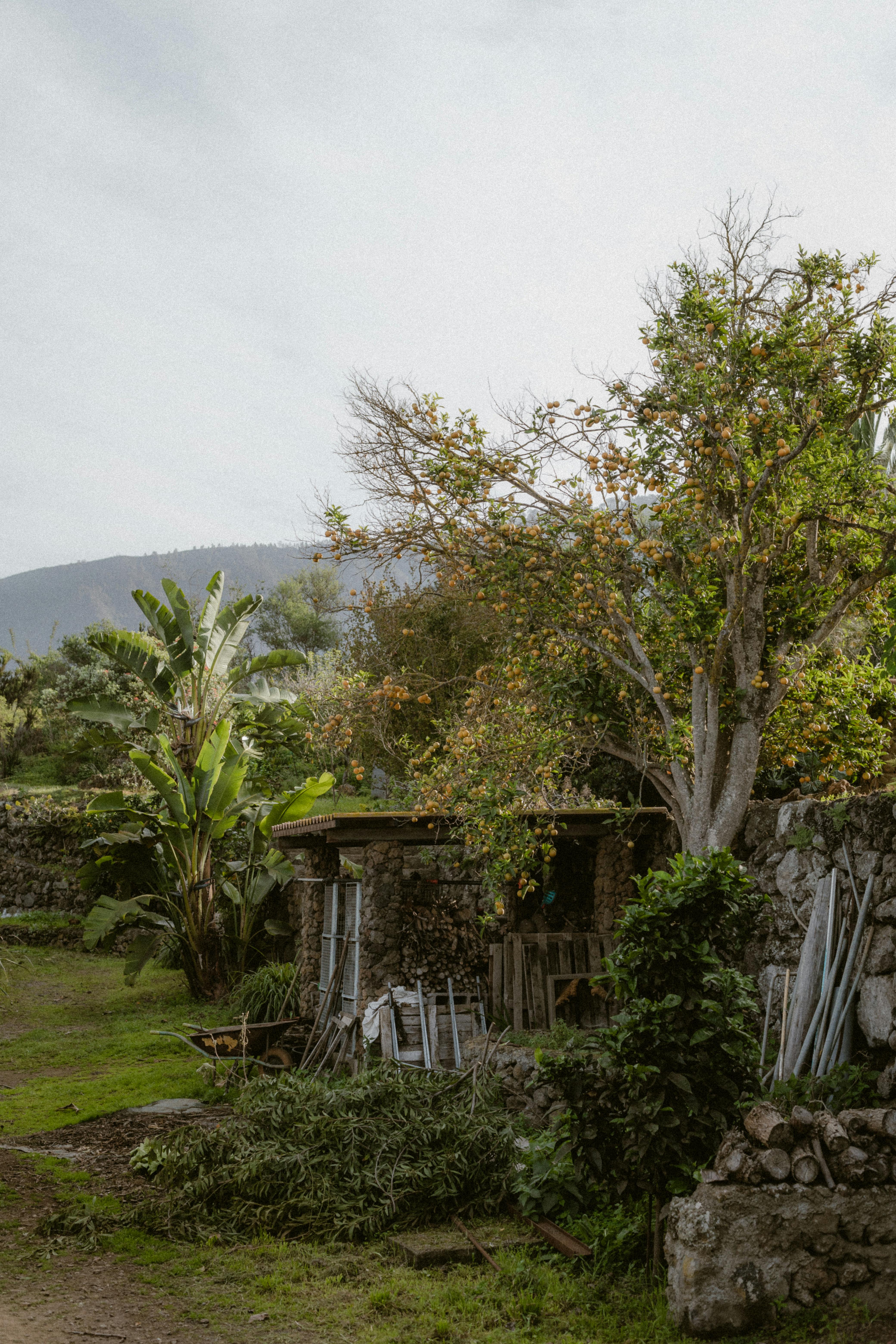 Green Trees and Shed in Countryside · Free Stock Photo