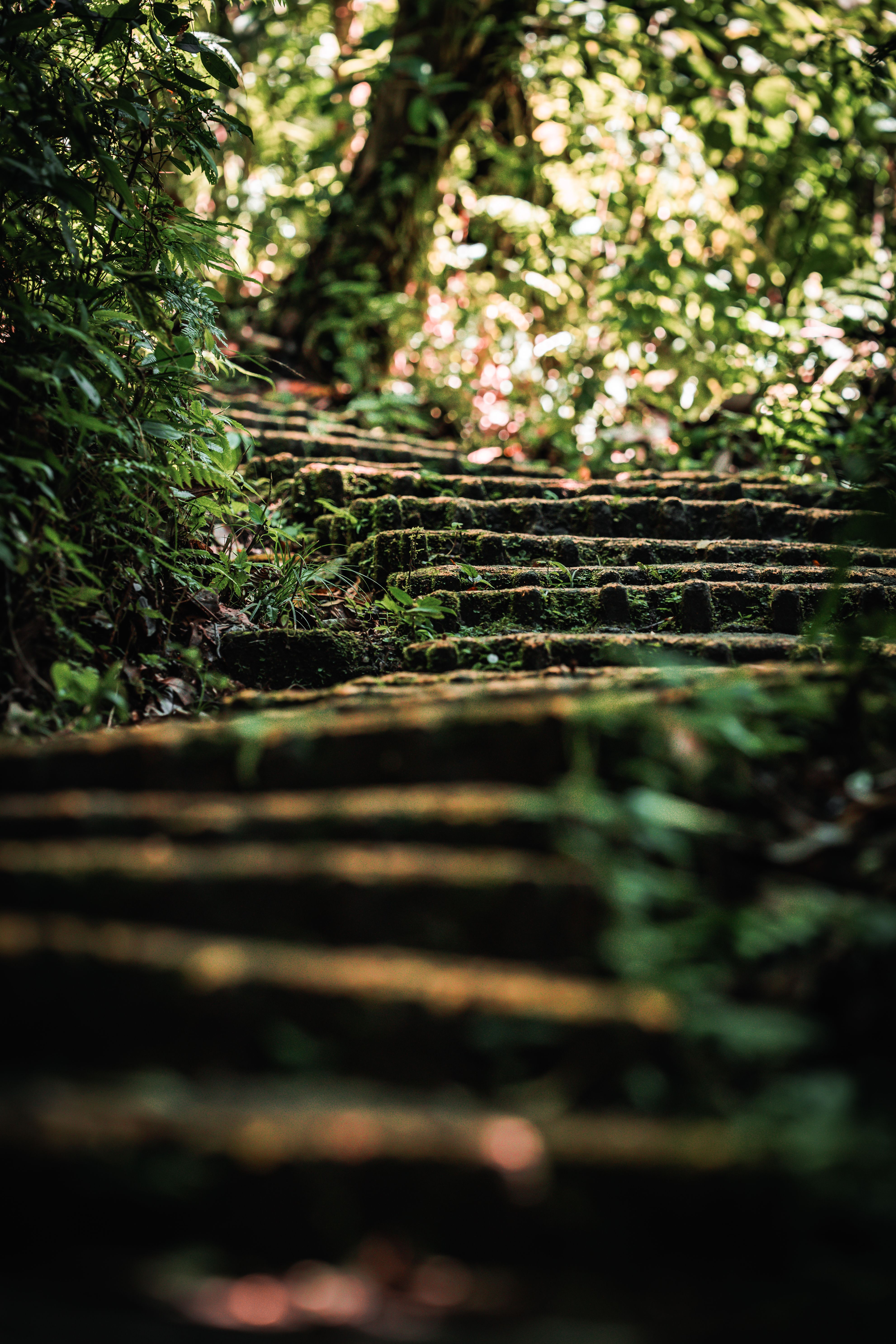 Steps In Forest Photos, Download The BEST Free Steps In Forest Stock ...