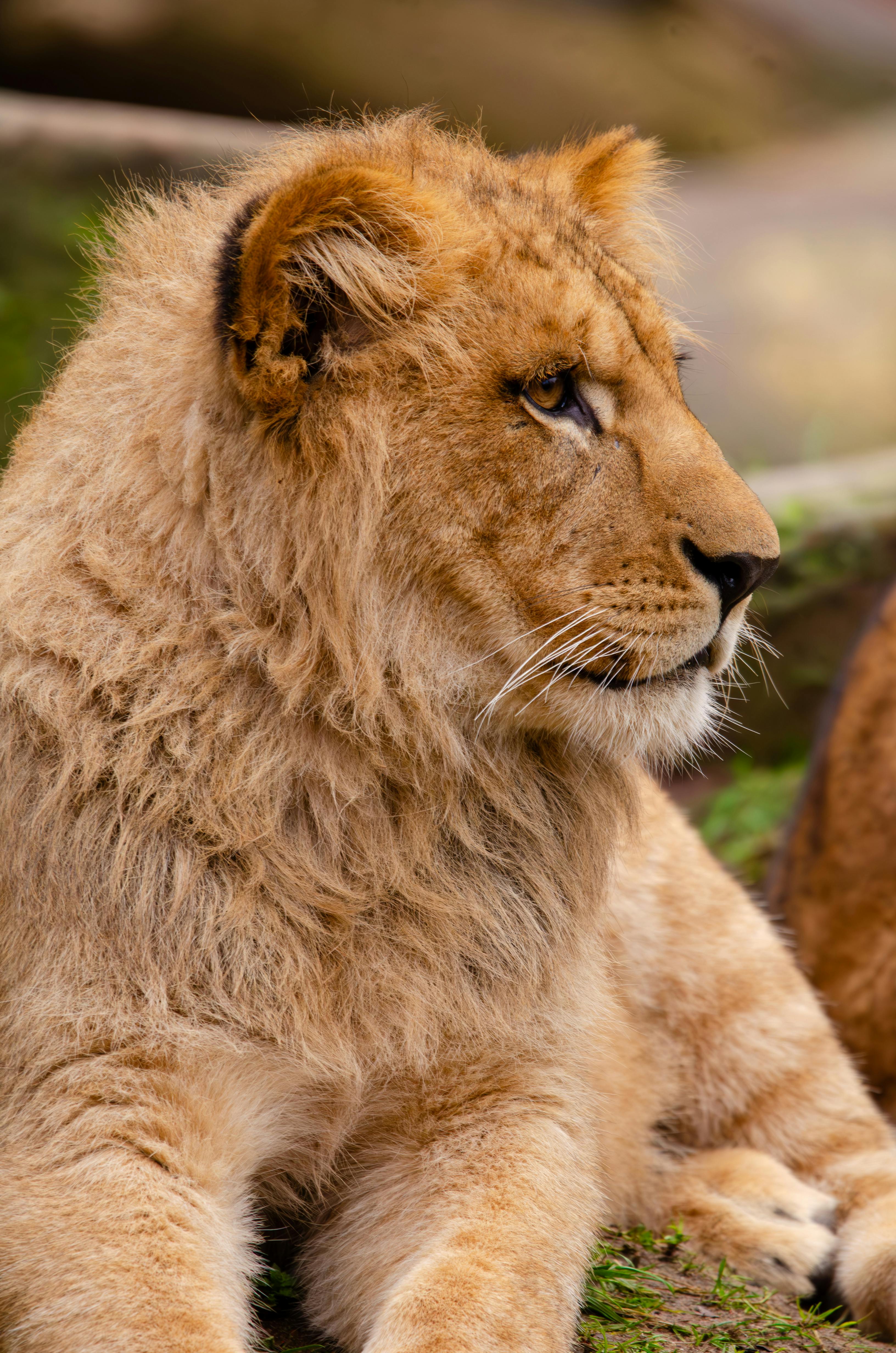 Foto de stock gratuita sobre fotos 4k, amenaza, animal, animal exotico ...