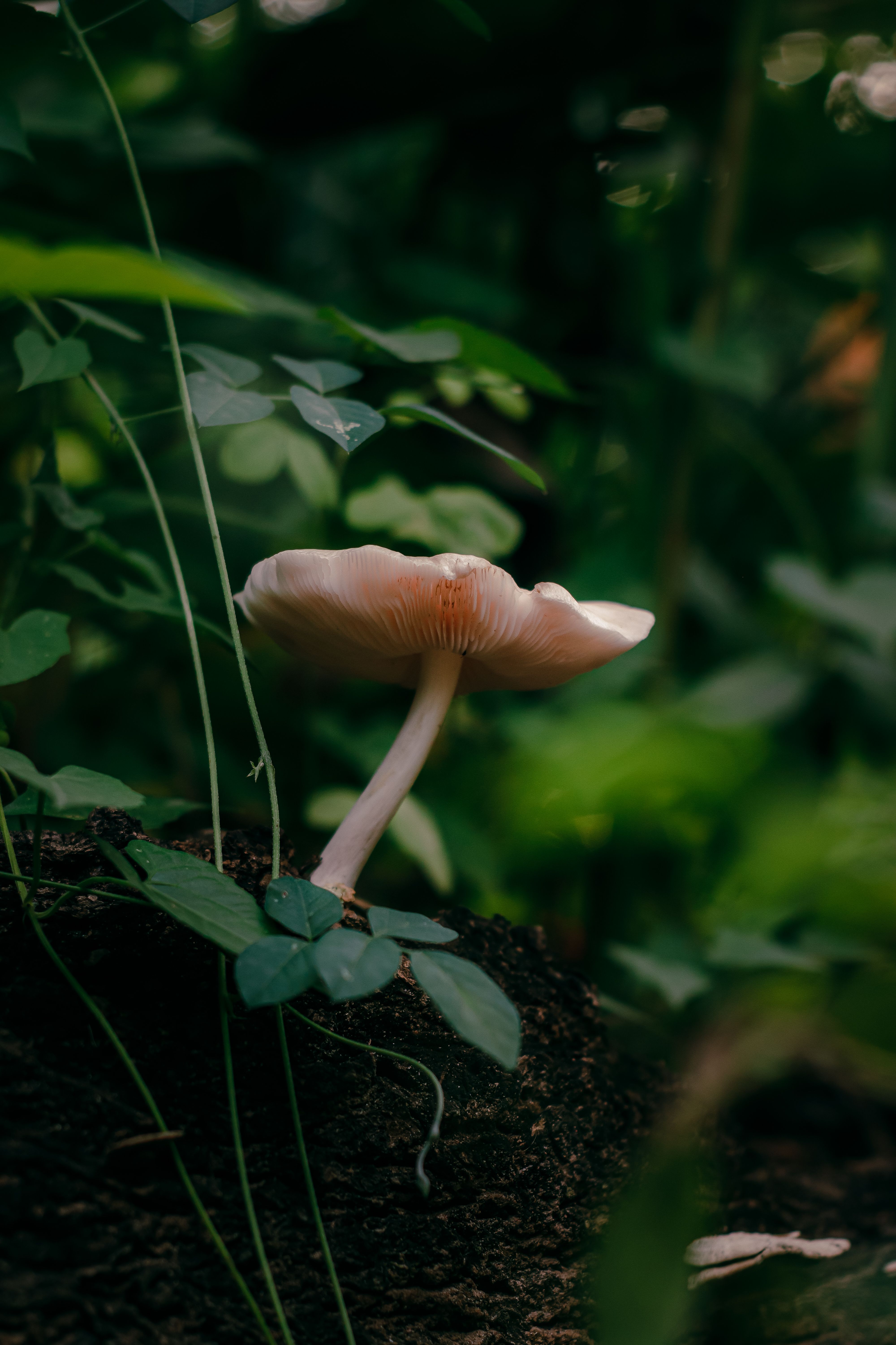 Hongo 🍄 · Free Stock Photo