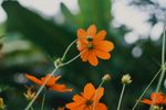 Orange Nature Photos, Download The BEST Free Orange Nature Stock Photos ...