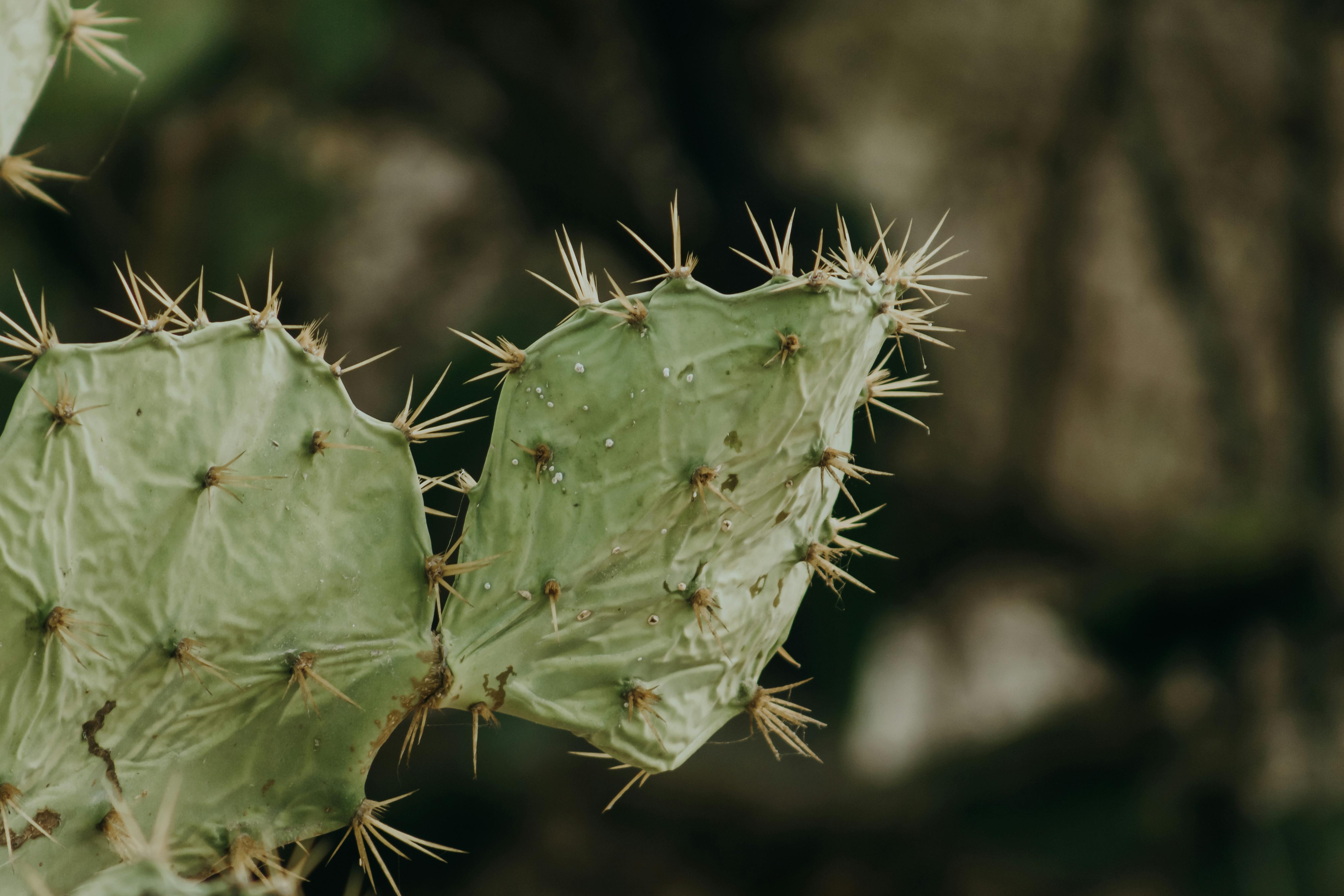 Cacto. · Free Stock Photo