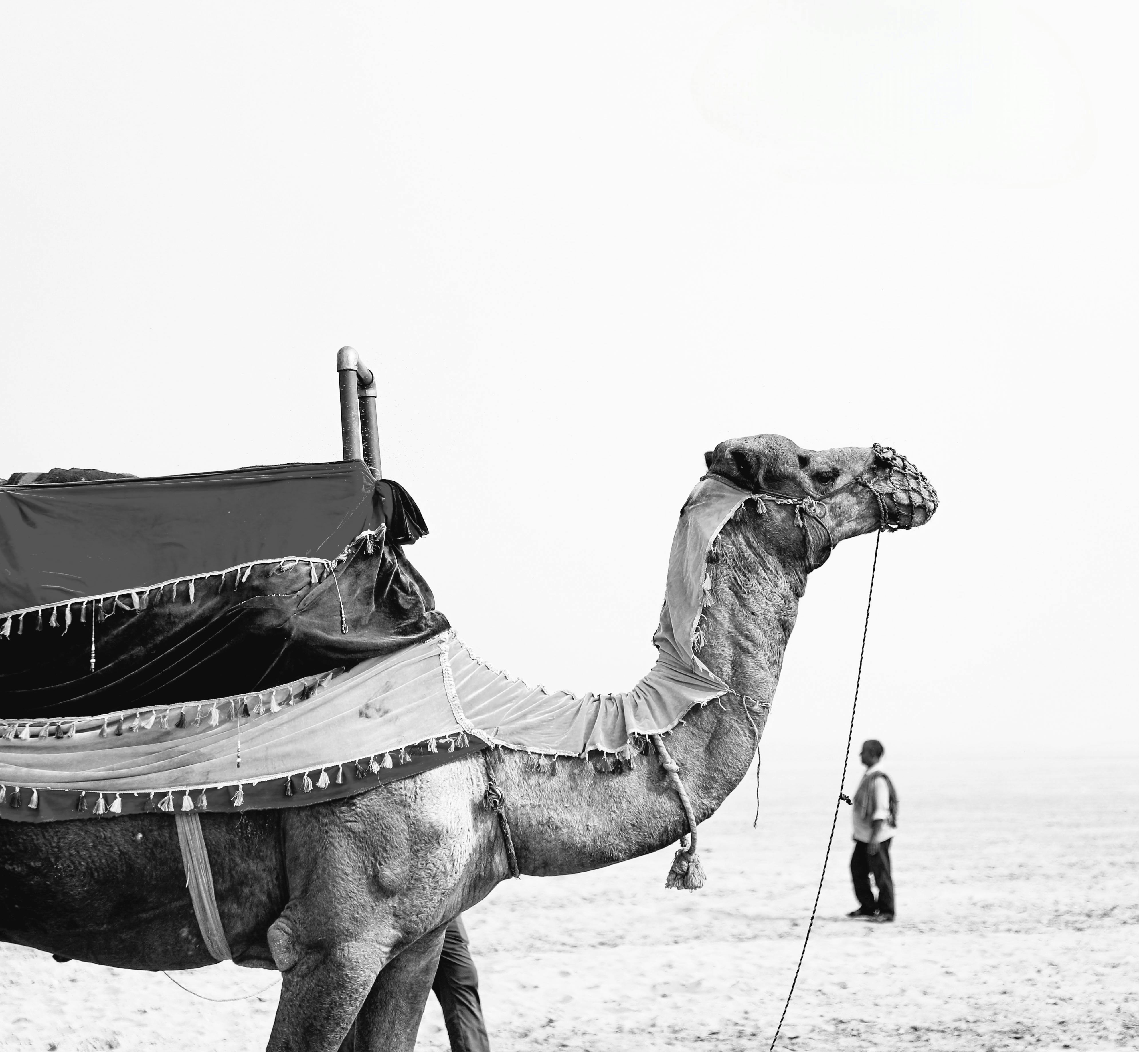 Grayscale Photography of Man Luring Camels · Free Stock Photo