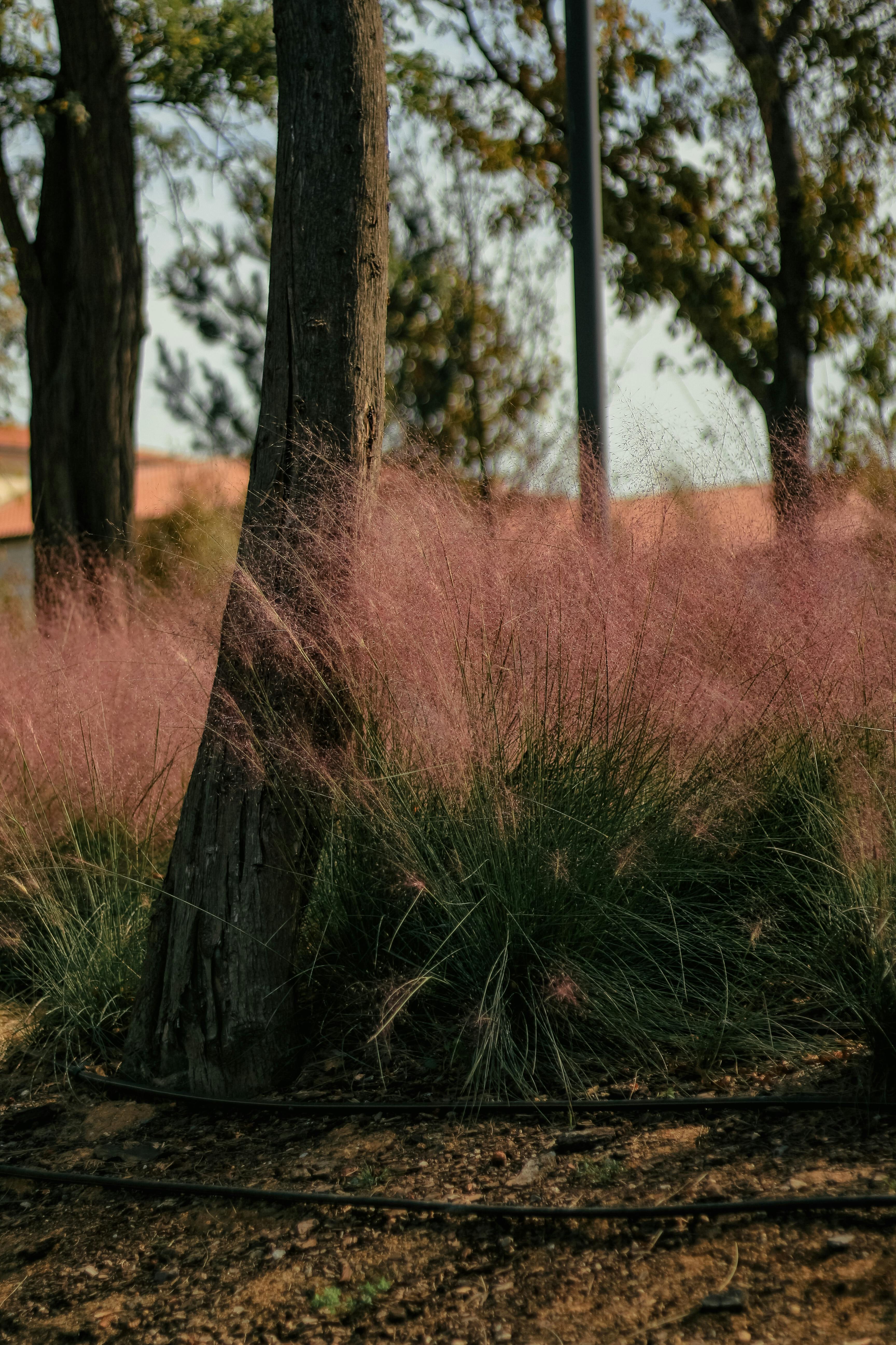 Plant Trees Photos, Download The BEST Free Plant Trees Stock Photos ...